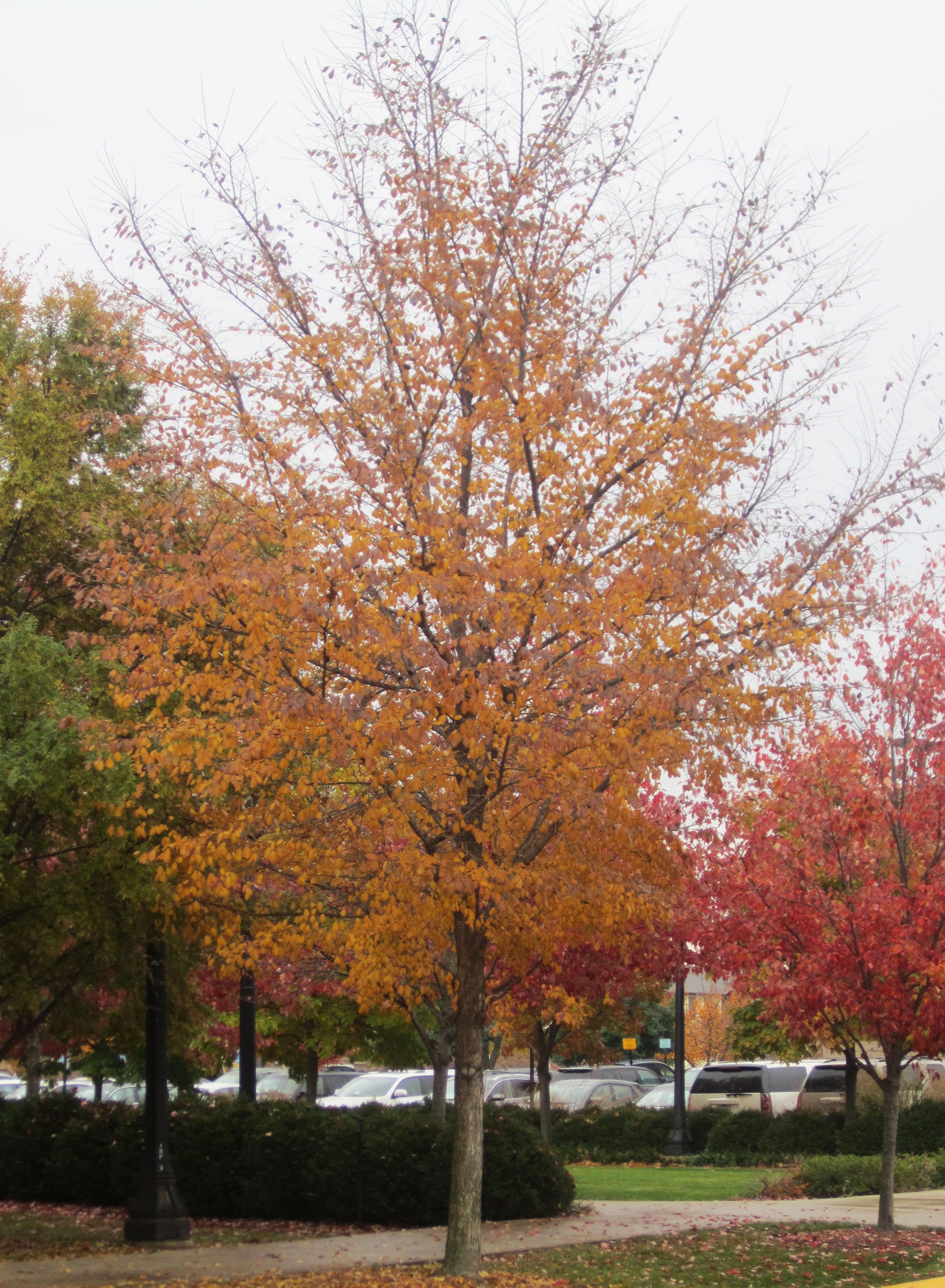 Ulmus minor – Purdue Arboretum Explorer