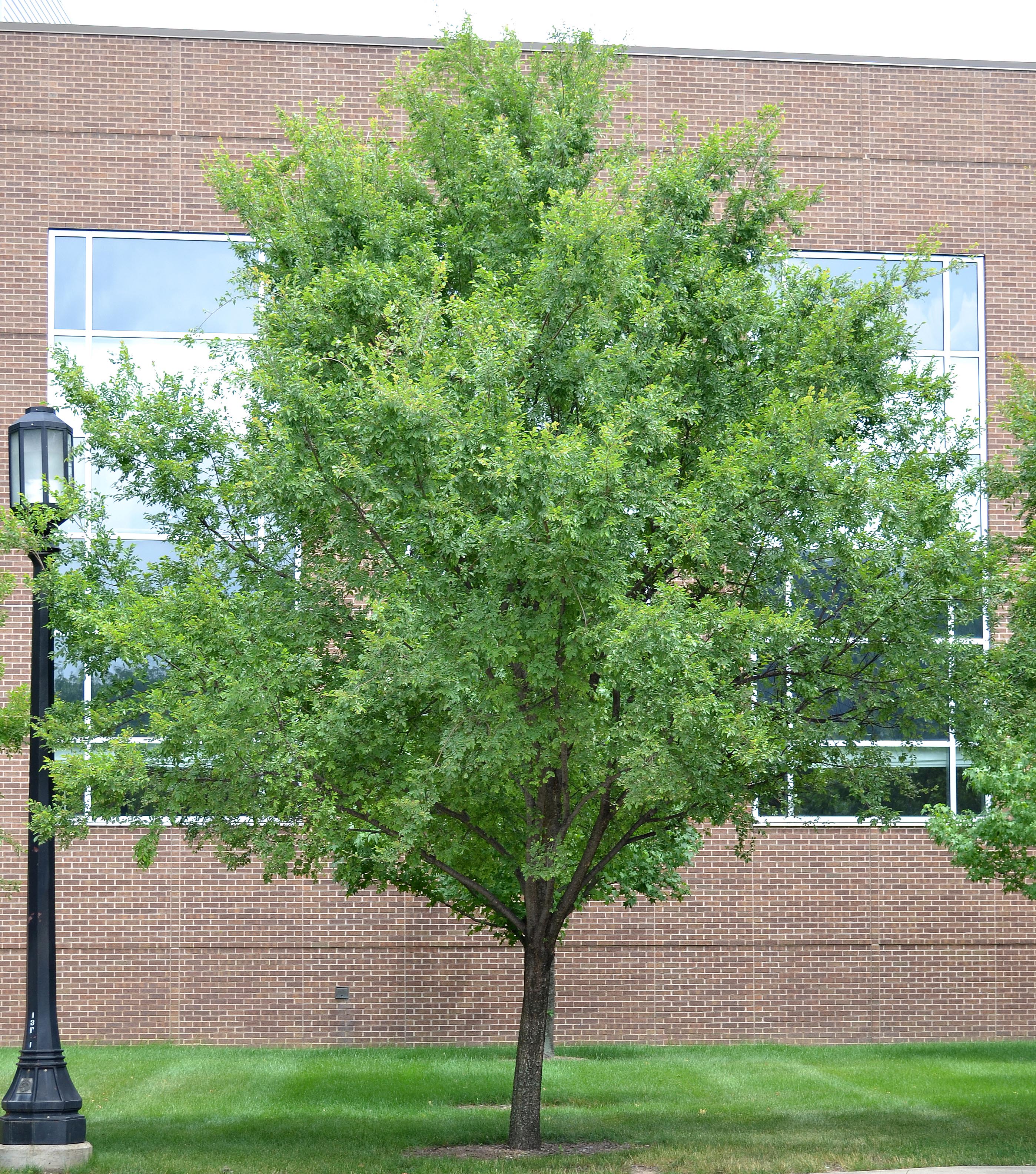 Ulmus parvifolia – Purdue Arboretum Explorer