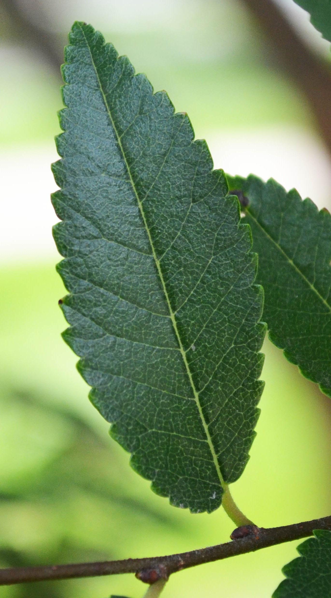 Ulmus parvifolia ‘Emer II’ [sold as Allee®] – Purdue Arboretum Explorer