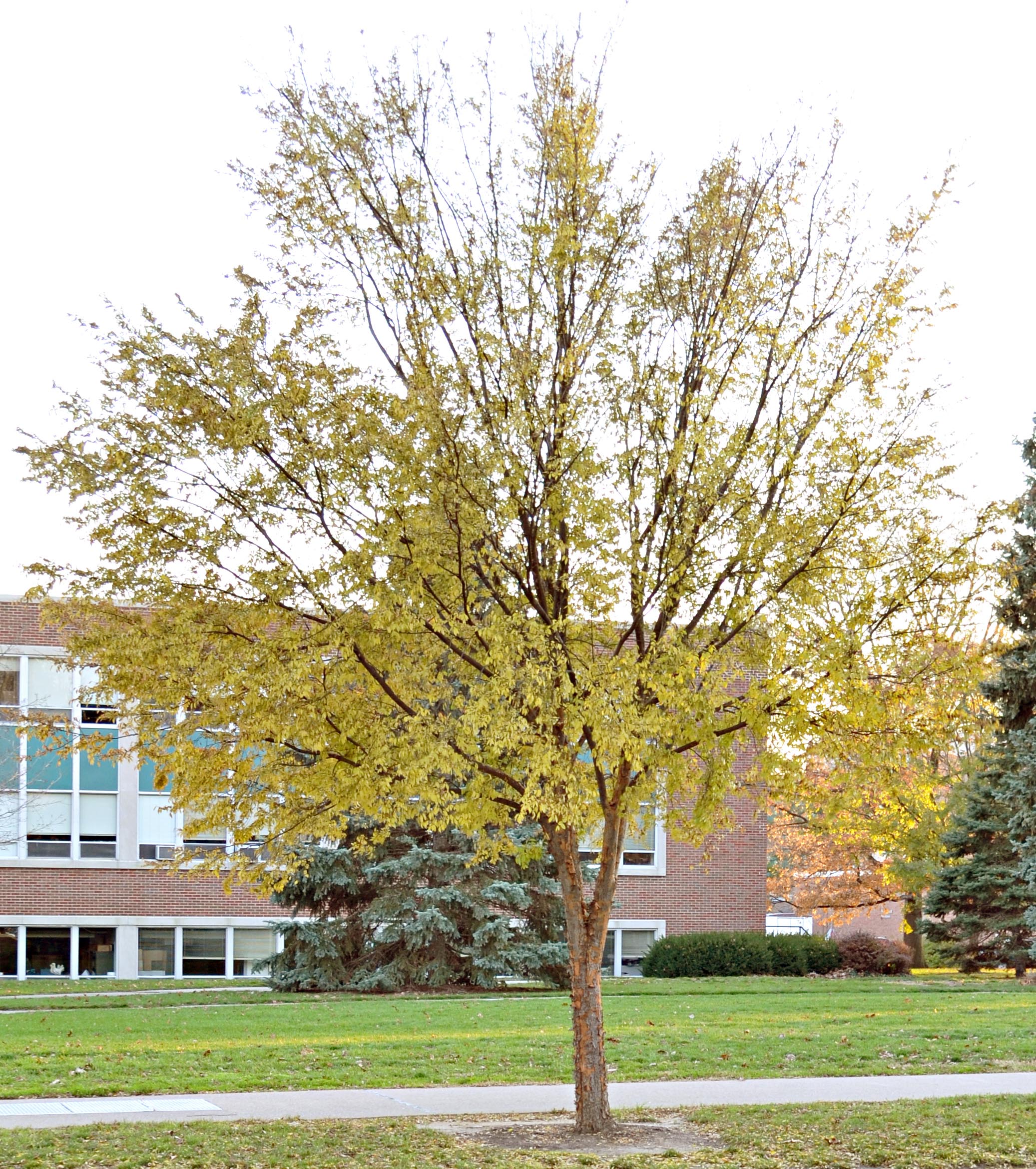 Ulmus parvifolia ‘Emer II’ [sold as Allee®] – Purdue Arboretum Explorer