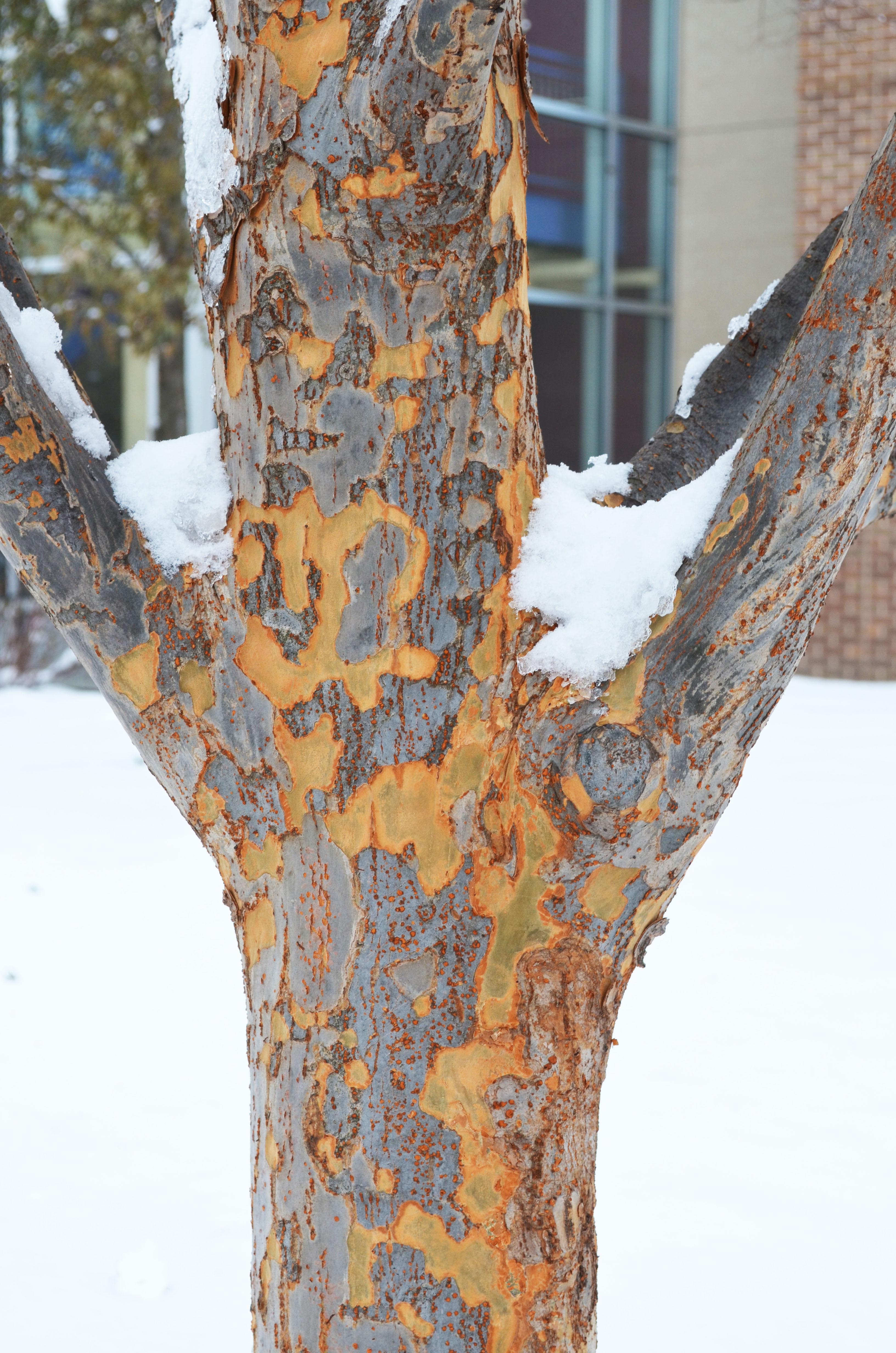 Ulmus parvifolia ‘Emer II’ [sold as Allee®] (Allee Lacebark Elm ...