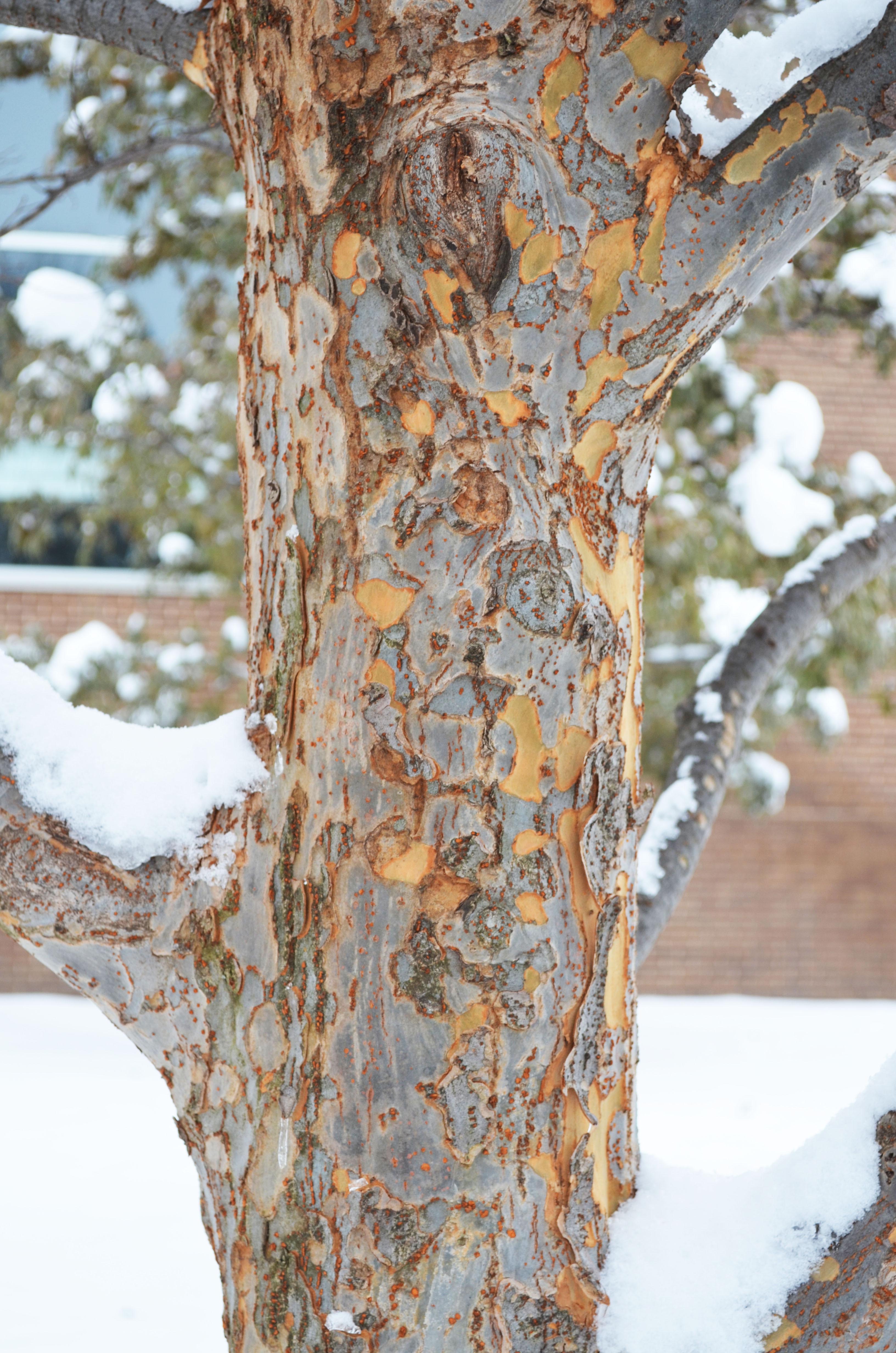 Ulmus parvifolia ‘Emer II’ [sold as Allee®] (Allee Lacebark Elm ...