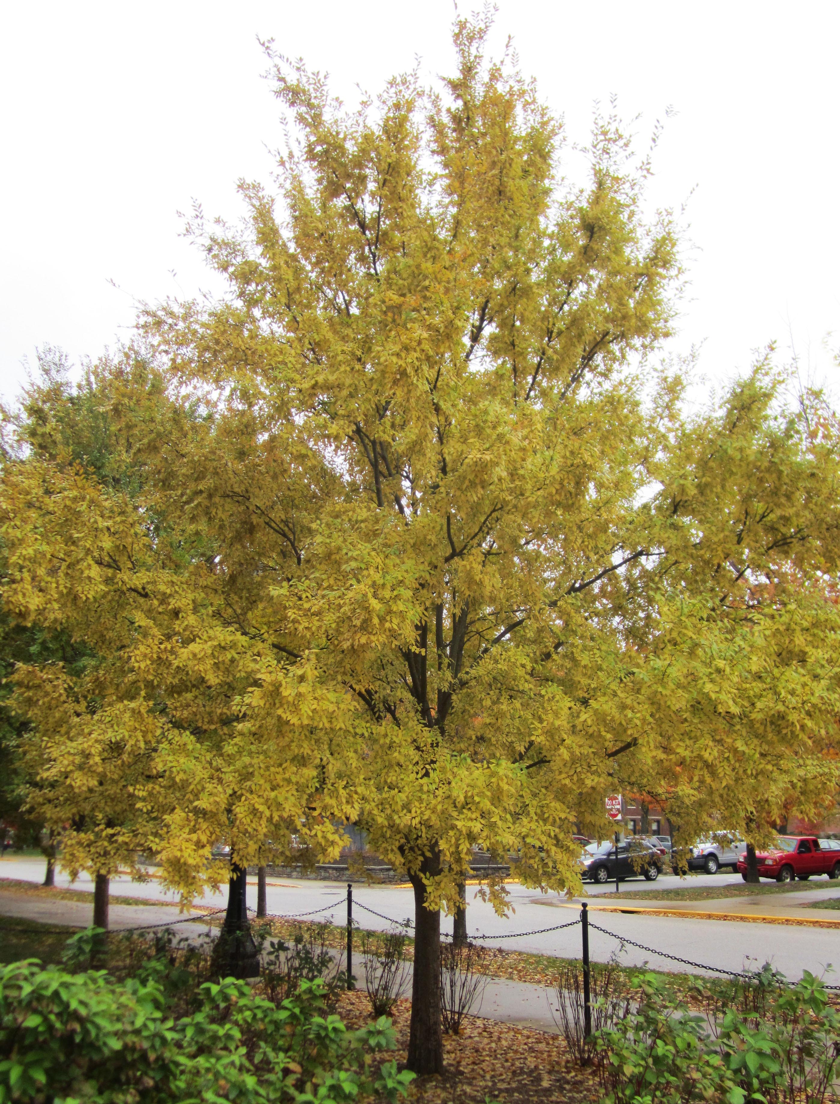 Ulmus parvifolia ‘Emer II’ [sold as Allee®] – Purdue Arboretum Explorer