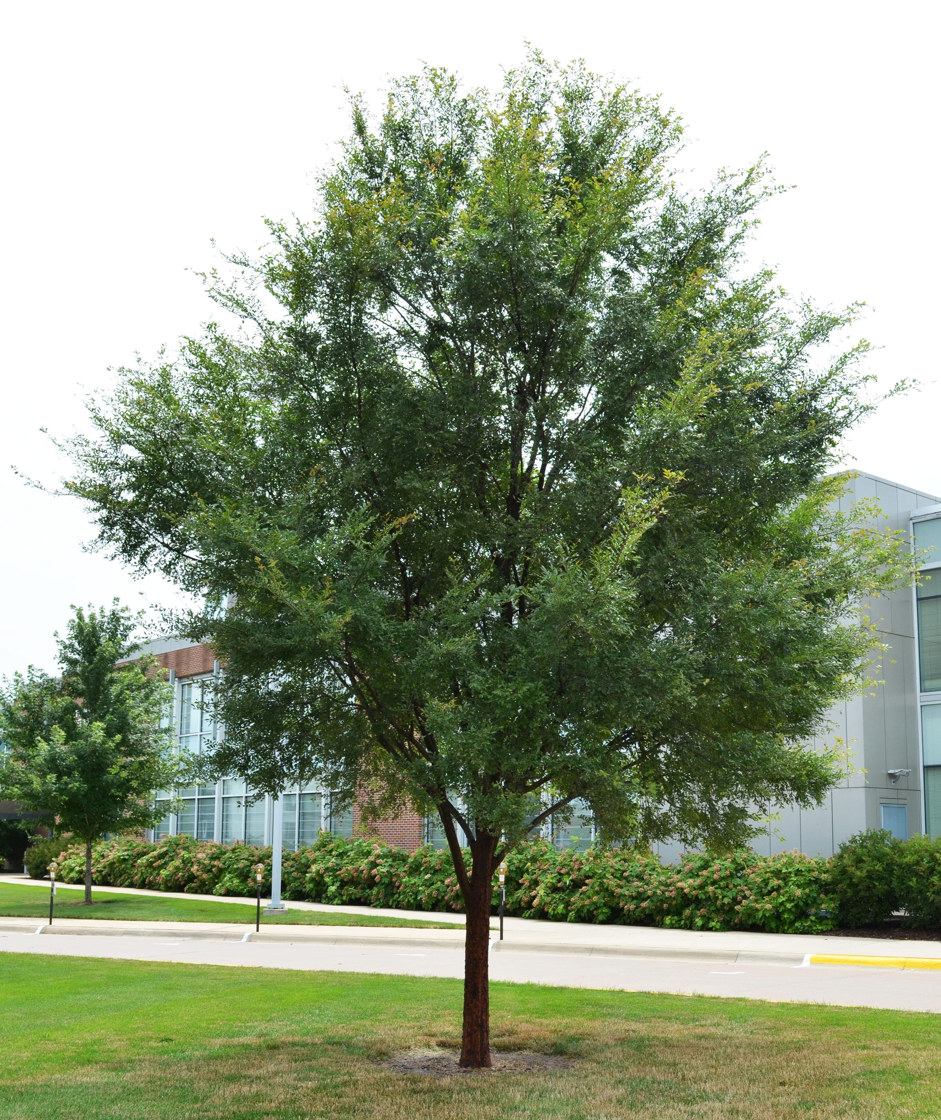 Ulmus parvifolia ‘Emer II’ [sold as Allee®] – Purdue Arboretum Explorer