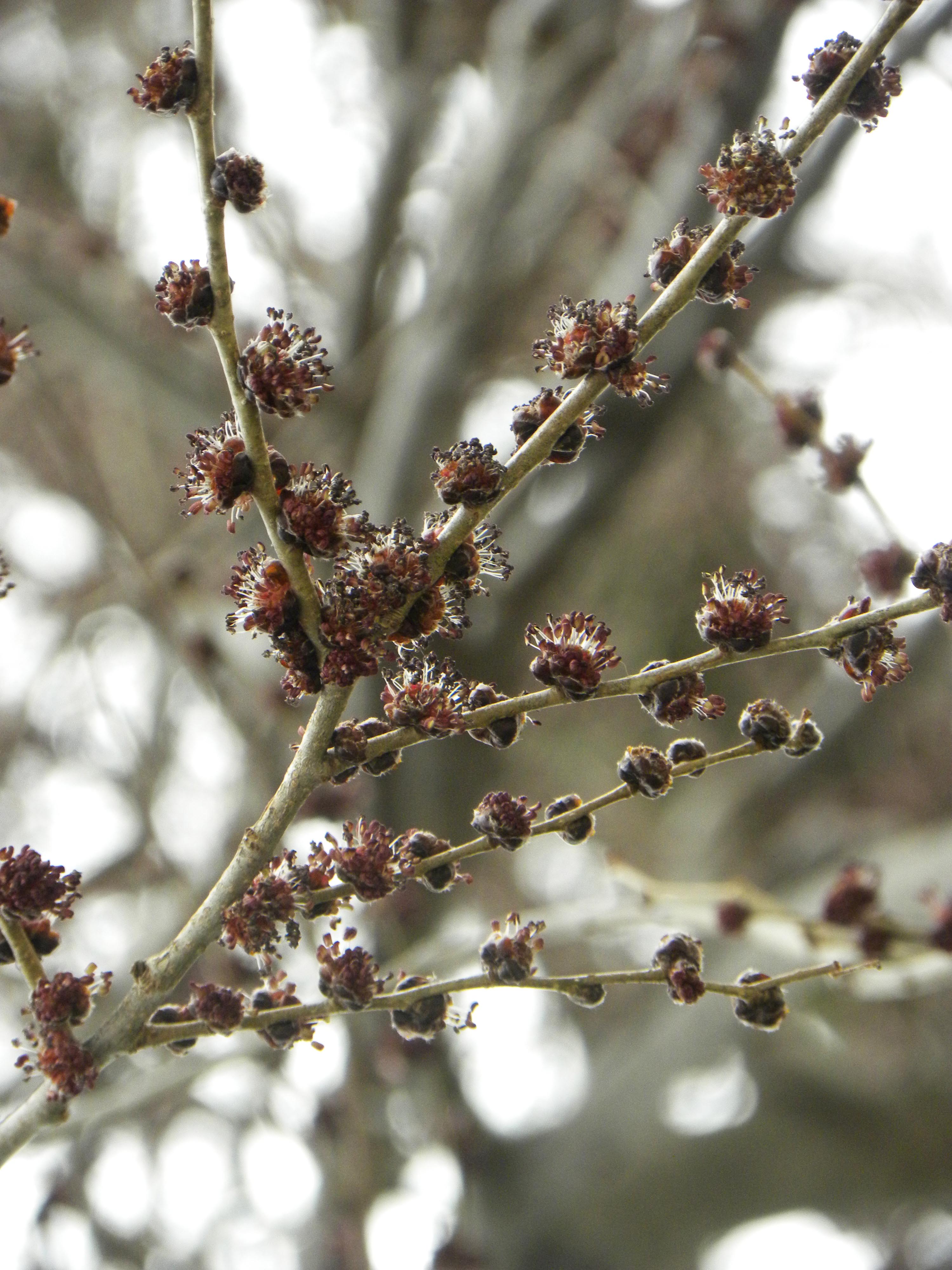 Ulmus pumila – Purdue Arboretum Explorer