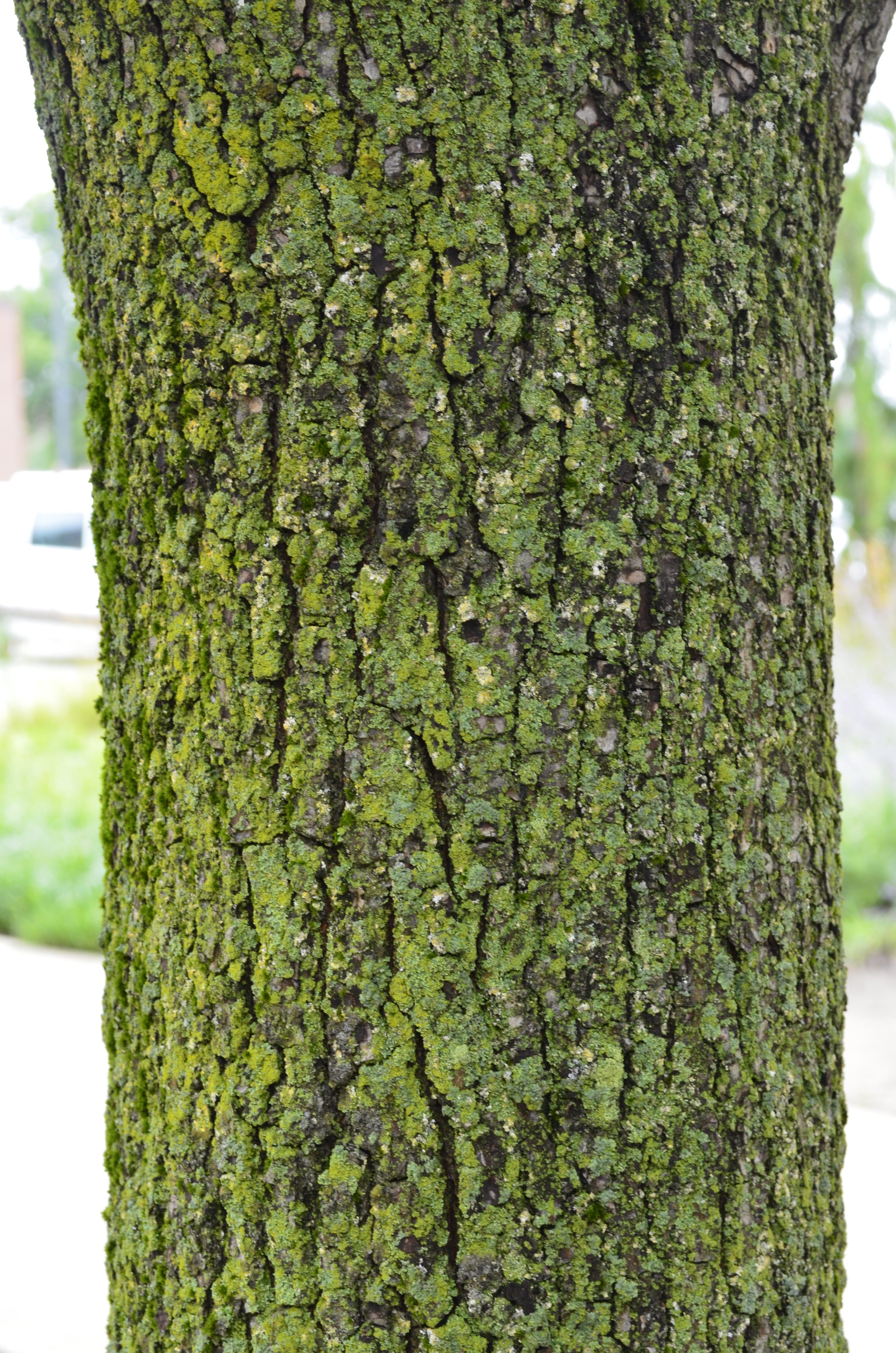 Ulmus × ‘Frontier’ – Purdue Arboretum Explorer