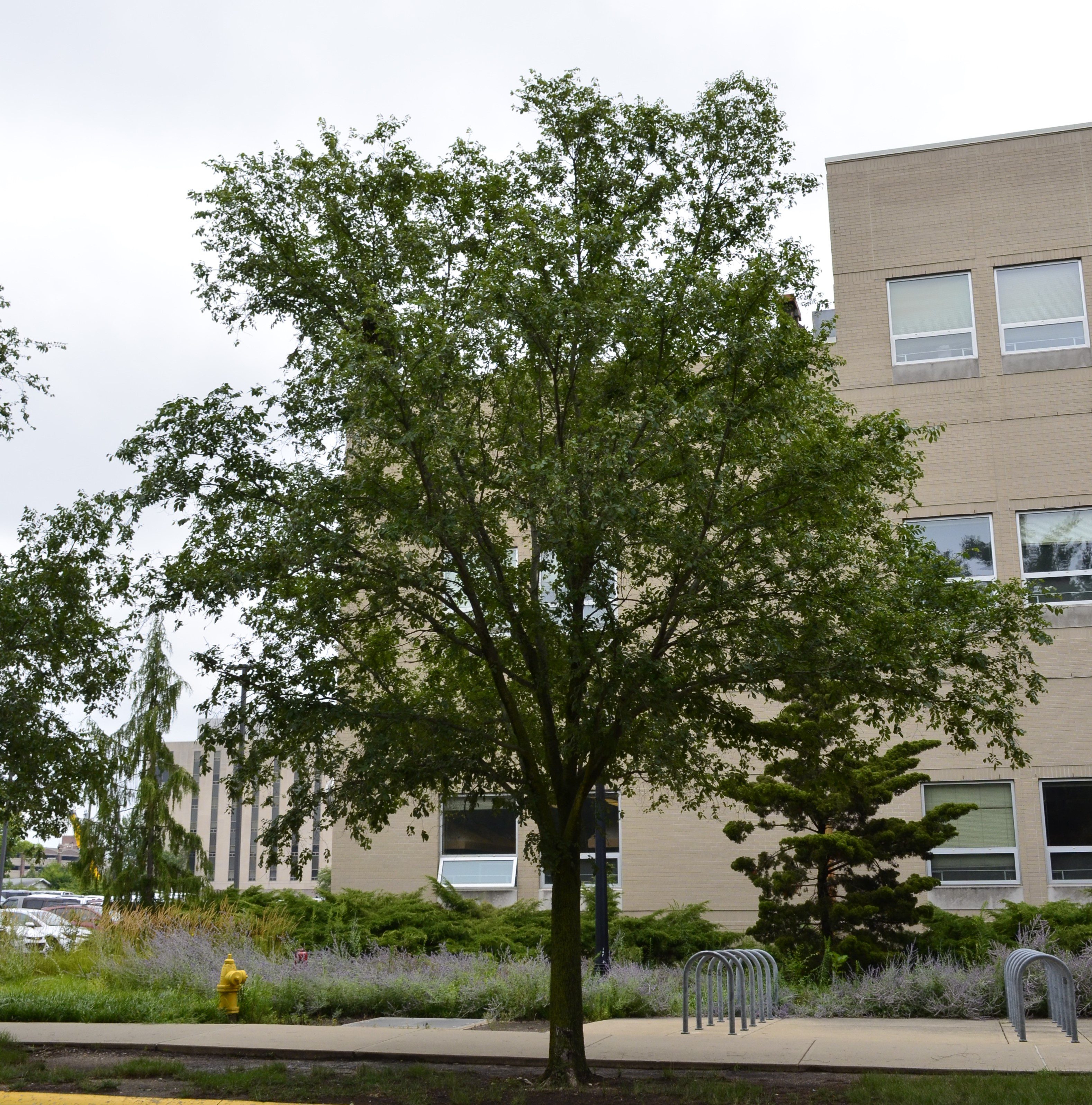 Ulmus × ‘Frontier’ (Frontier Elm) – Purdue Arboretum Explorer