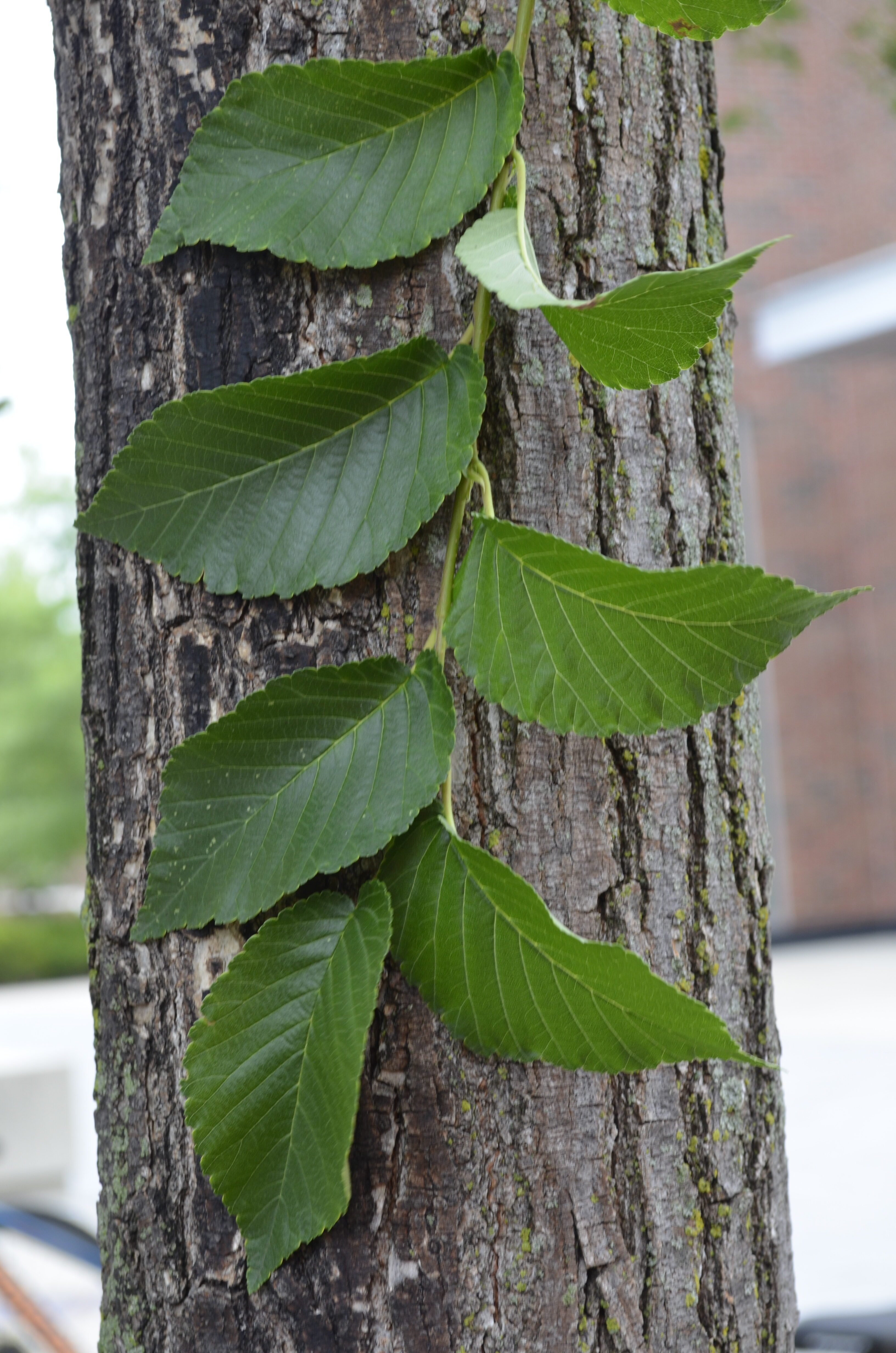 Ulmus × ‘Frontier’ (Frontier Elm) – Purdue Arboretum Explorer