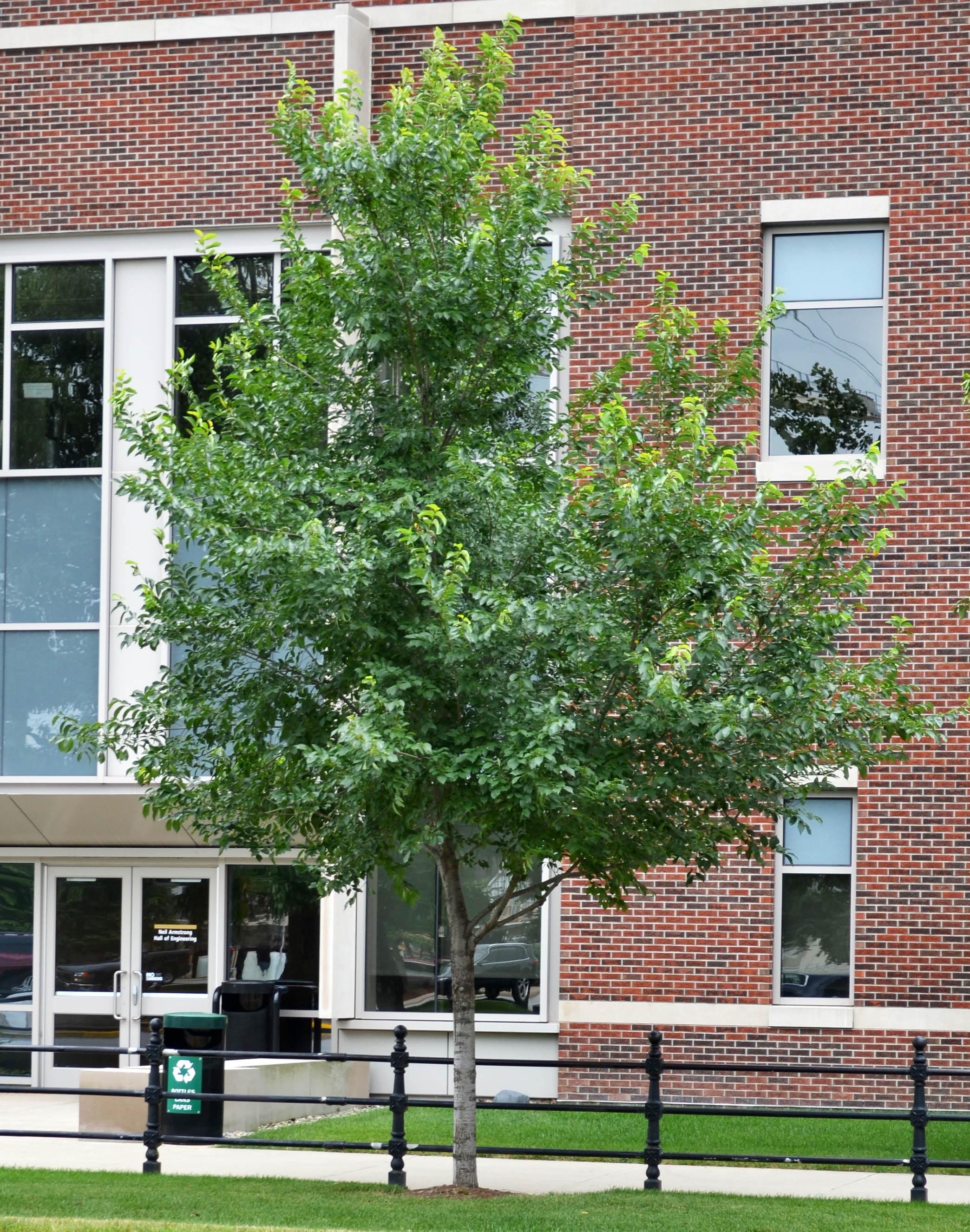 Ulmus × hollandica ‘Pioneer’ – Purdue Arboretum Explorer