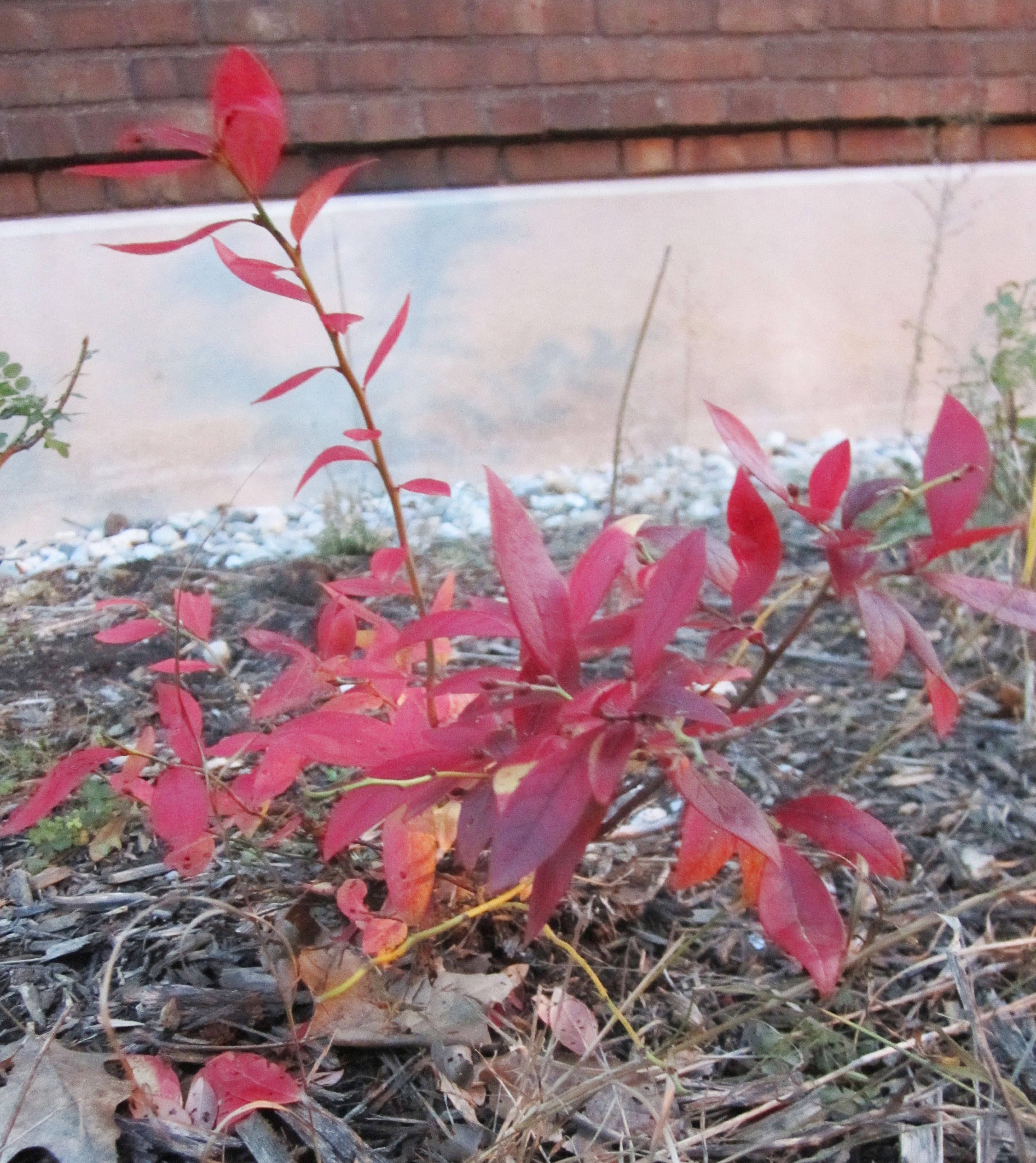 Vaccinium angustifolium – Purdue Arboretum Explorer