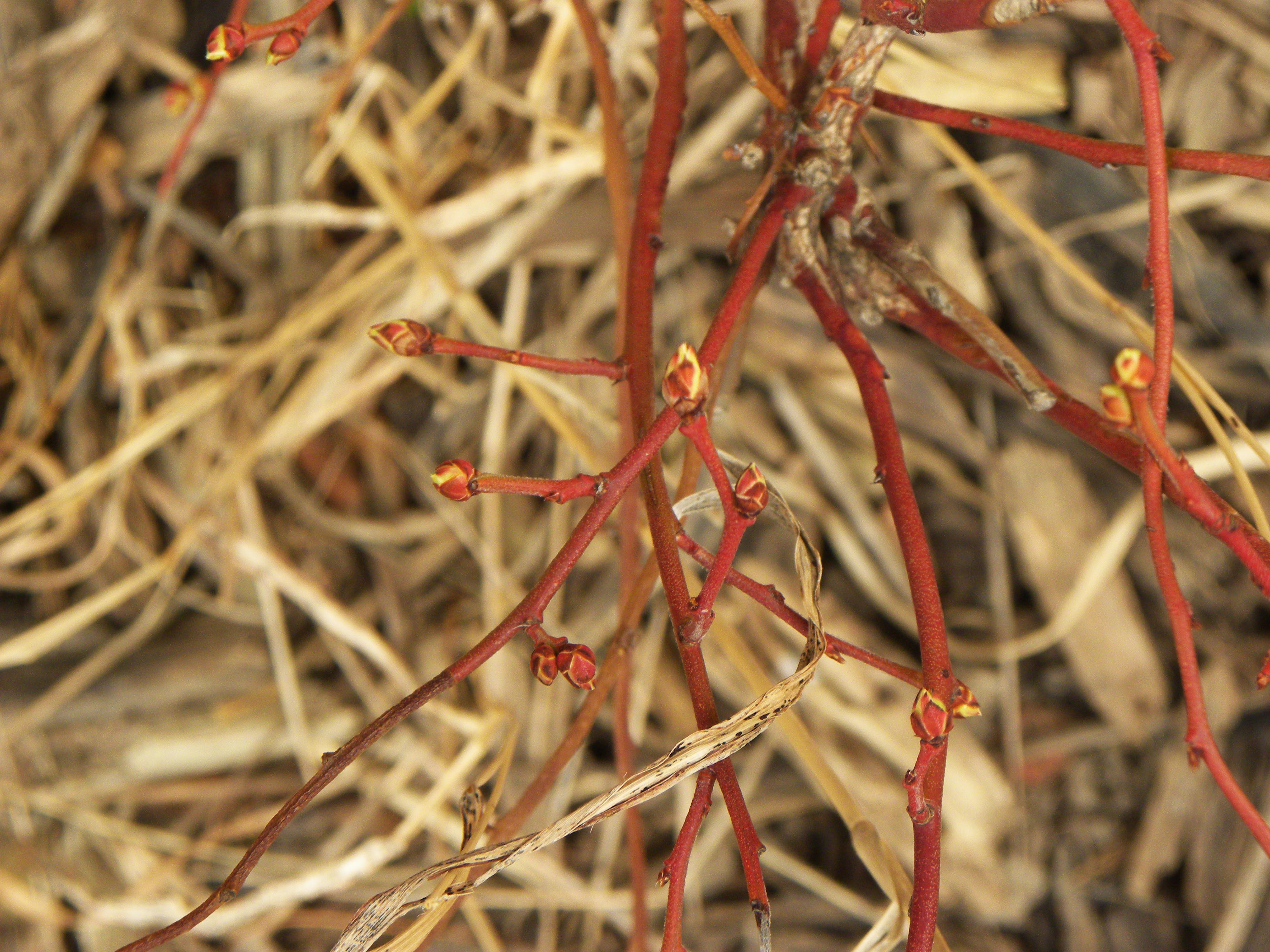 Vaccinium angustifolium – Purdue Arboretum Explorer