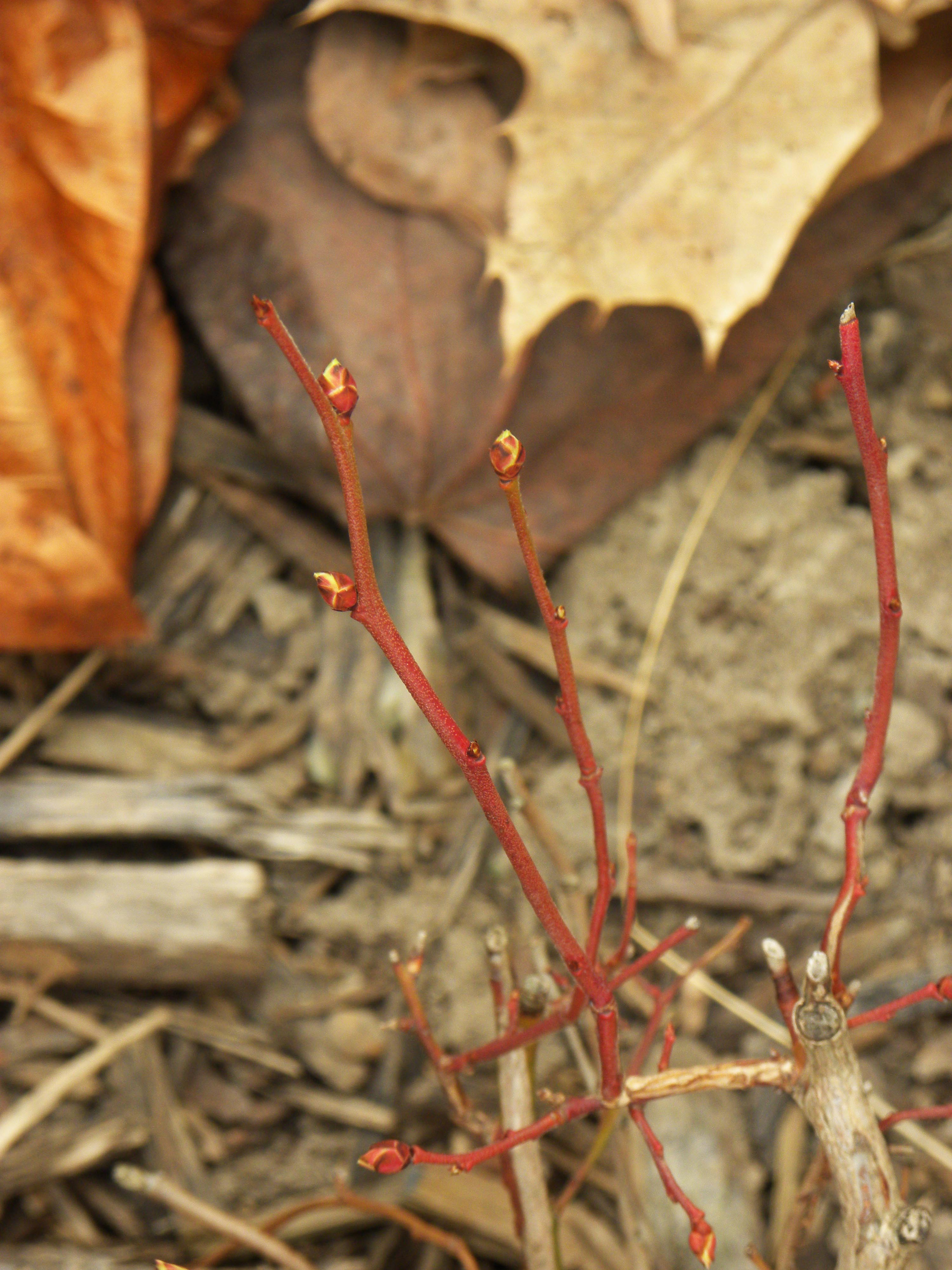 Vaccinium angustifolium – Purdue Arboretum Explorer
