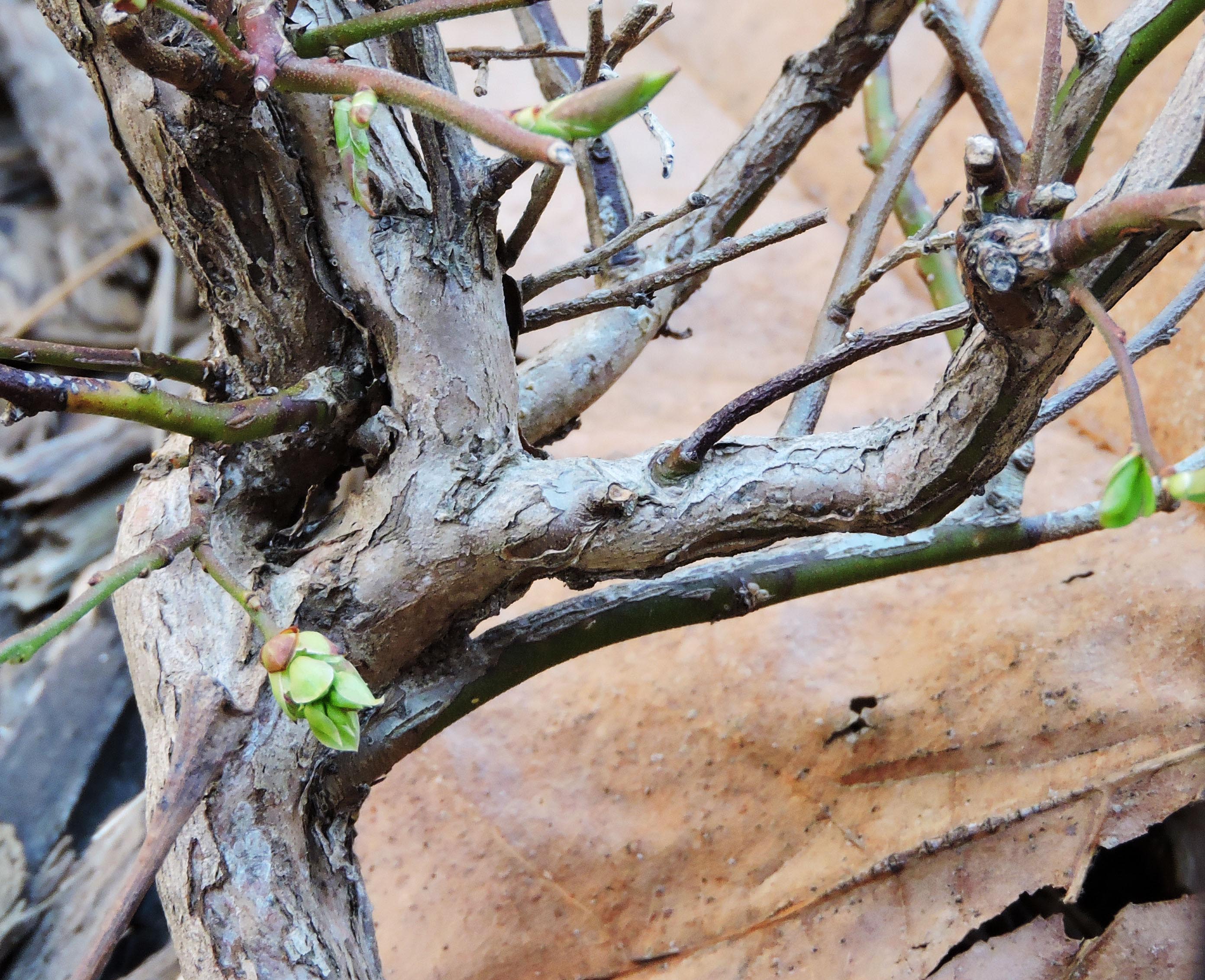 Vaccinium angustifolium – Purdue Arboretum Explorer
