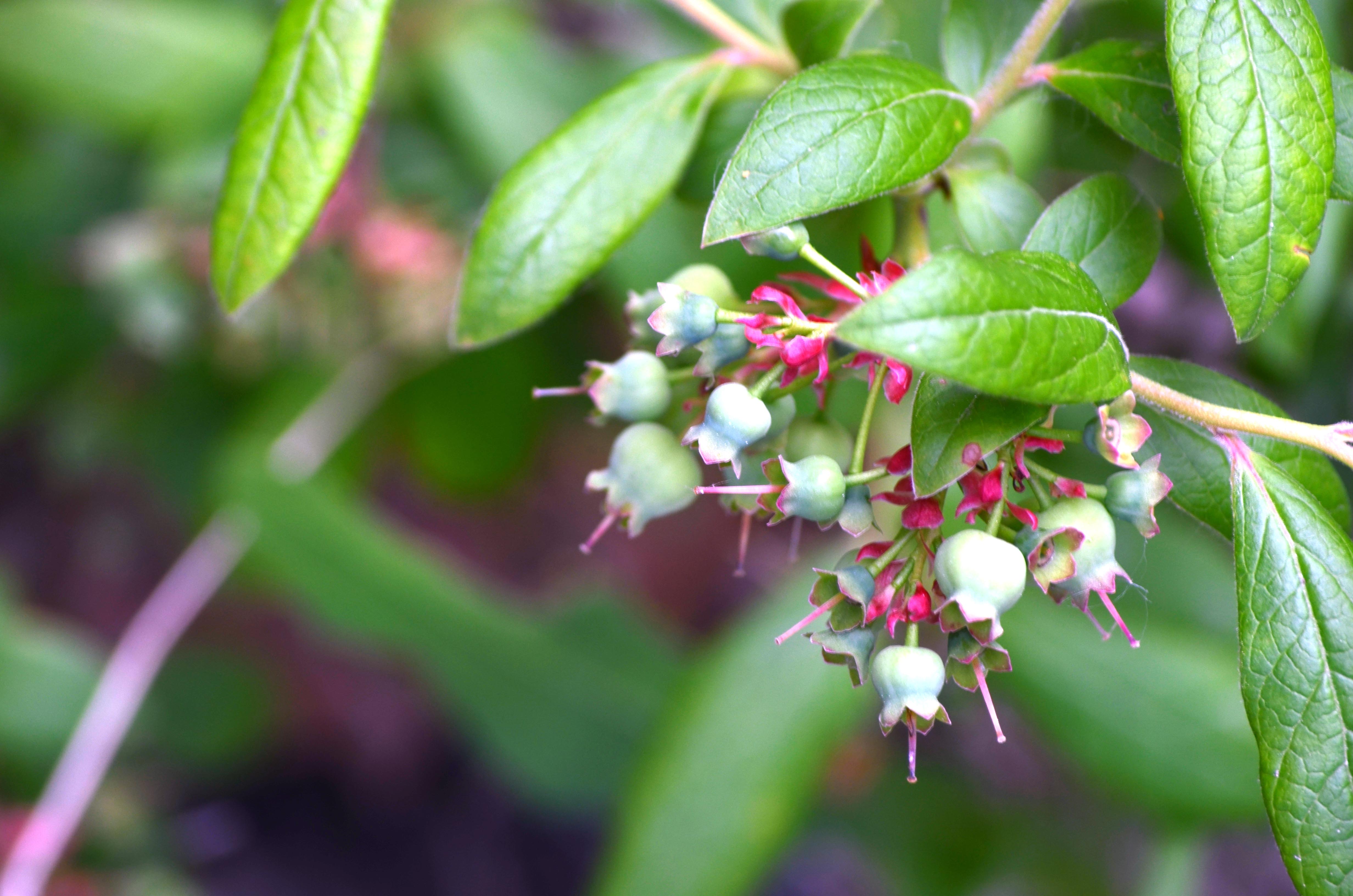 Vaccinium angustifolium – Purdue Arboretum Explorer