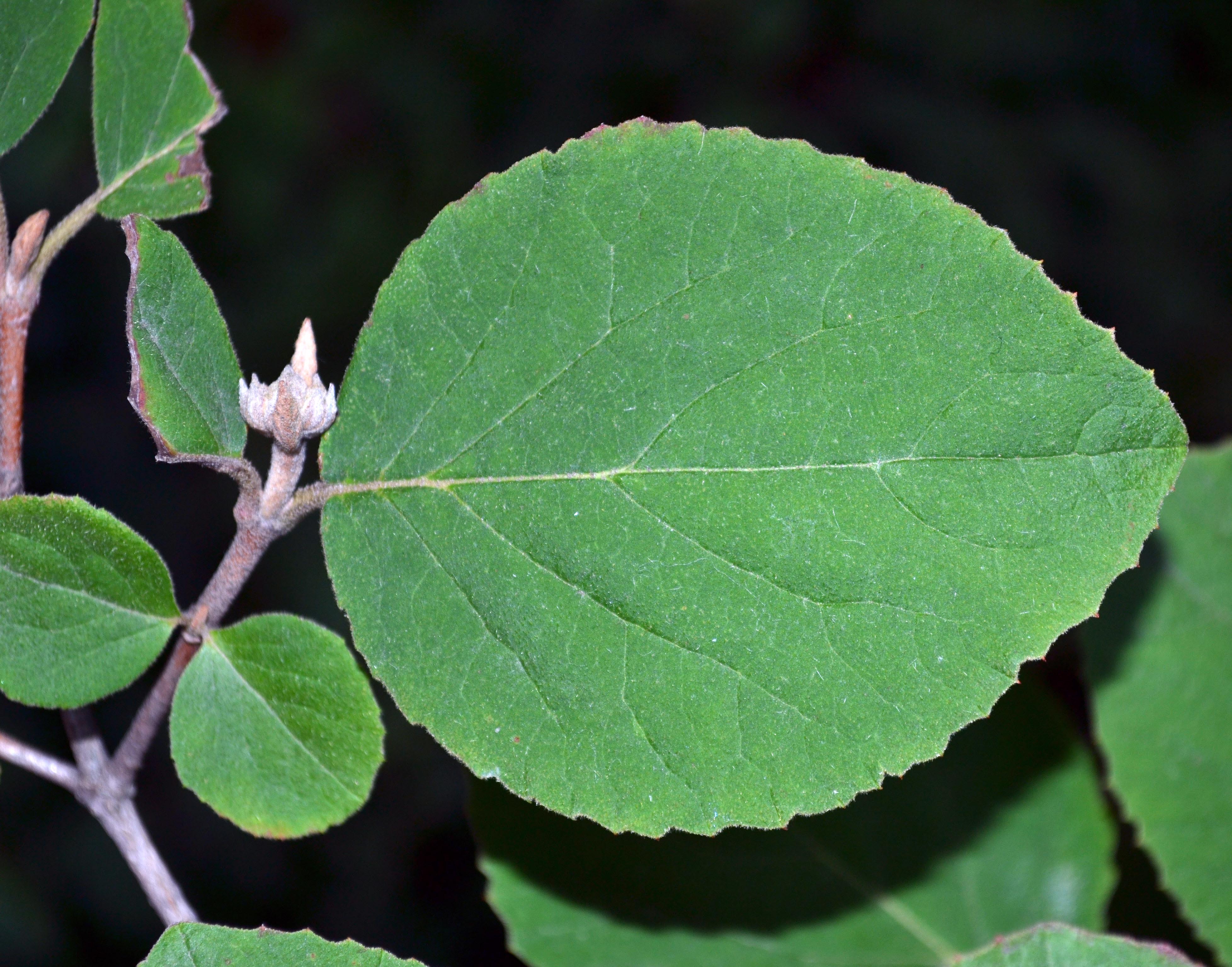 Viburnum carlesii – Purdue Arboretum Explorer