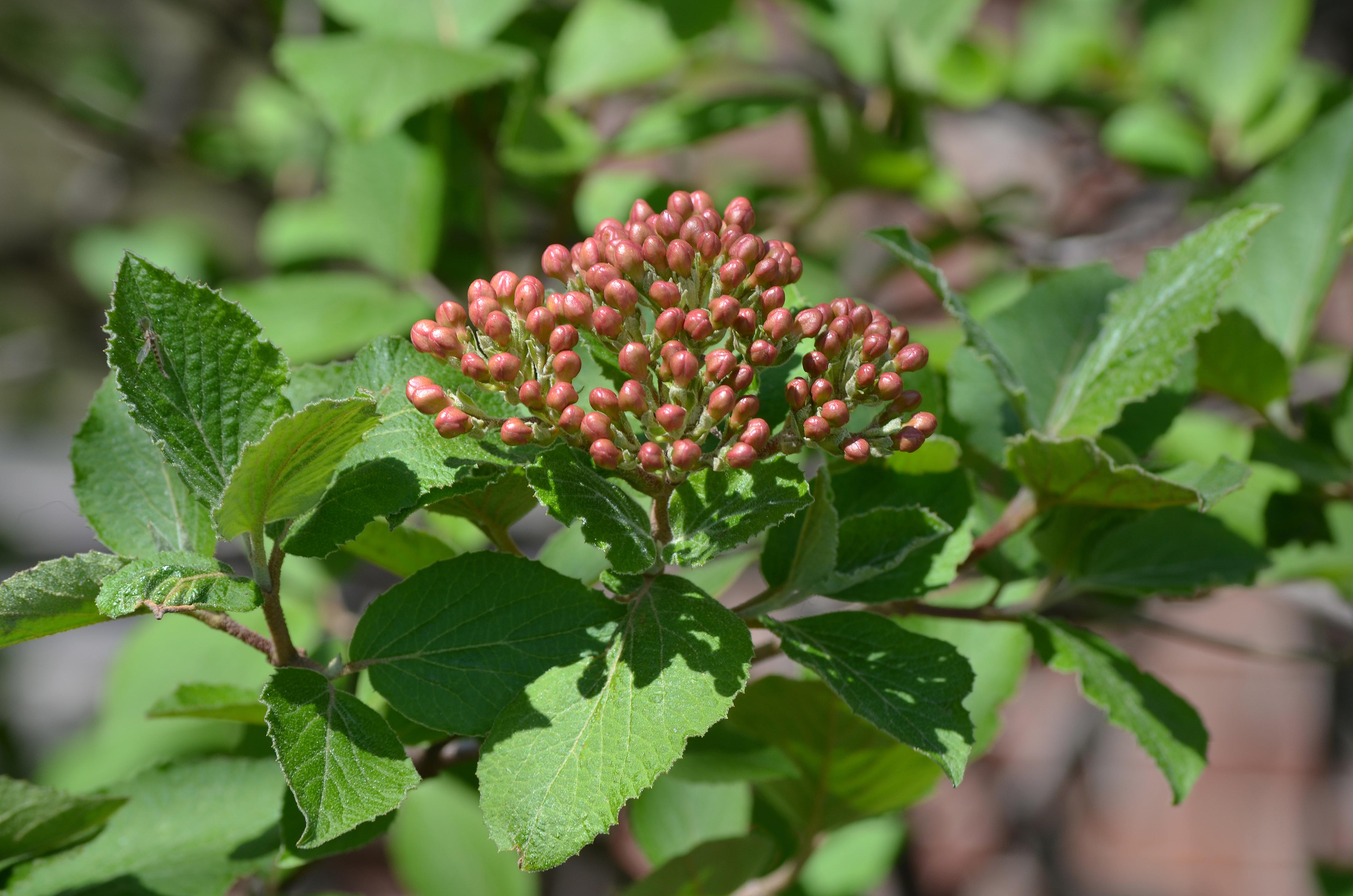 Viburnum carlesii – Purdue Arboretum Explorer