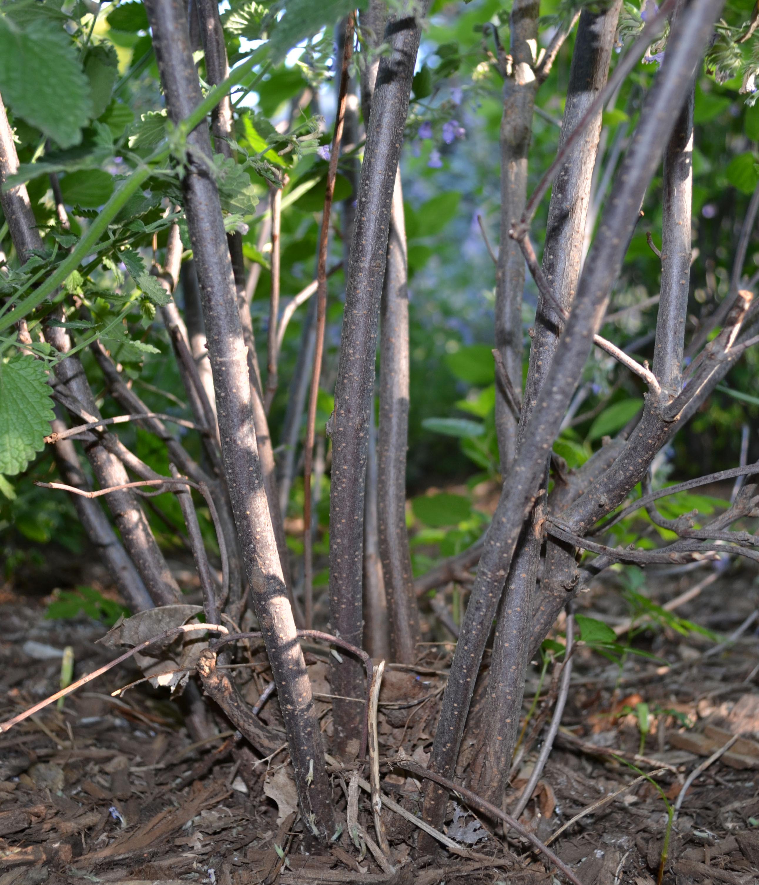 Viburnum dentatum – Purdue Arboretum Explorer