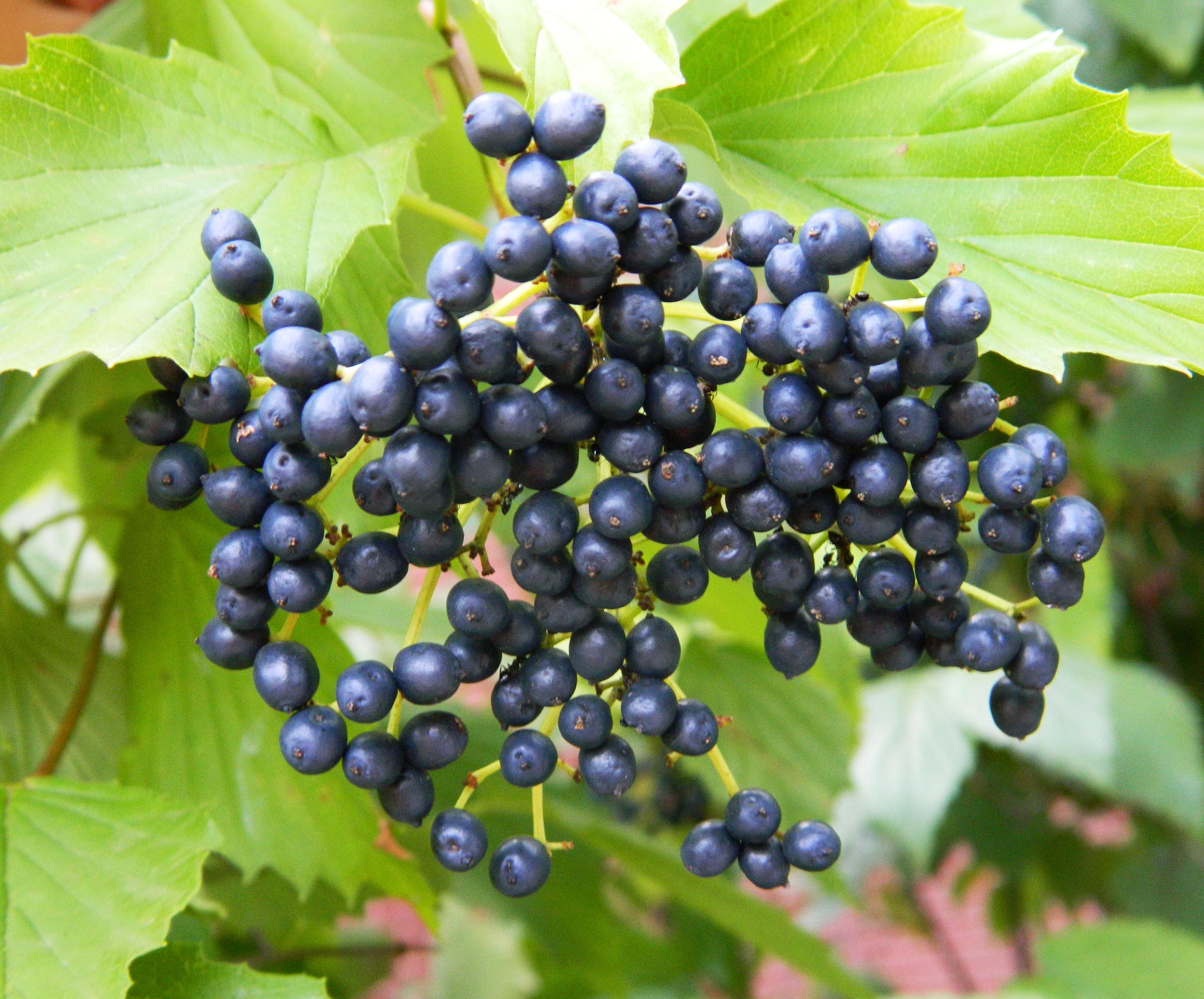 Viburnum dentatum – Purdue Arboretum Explorer