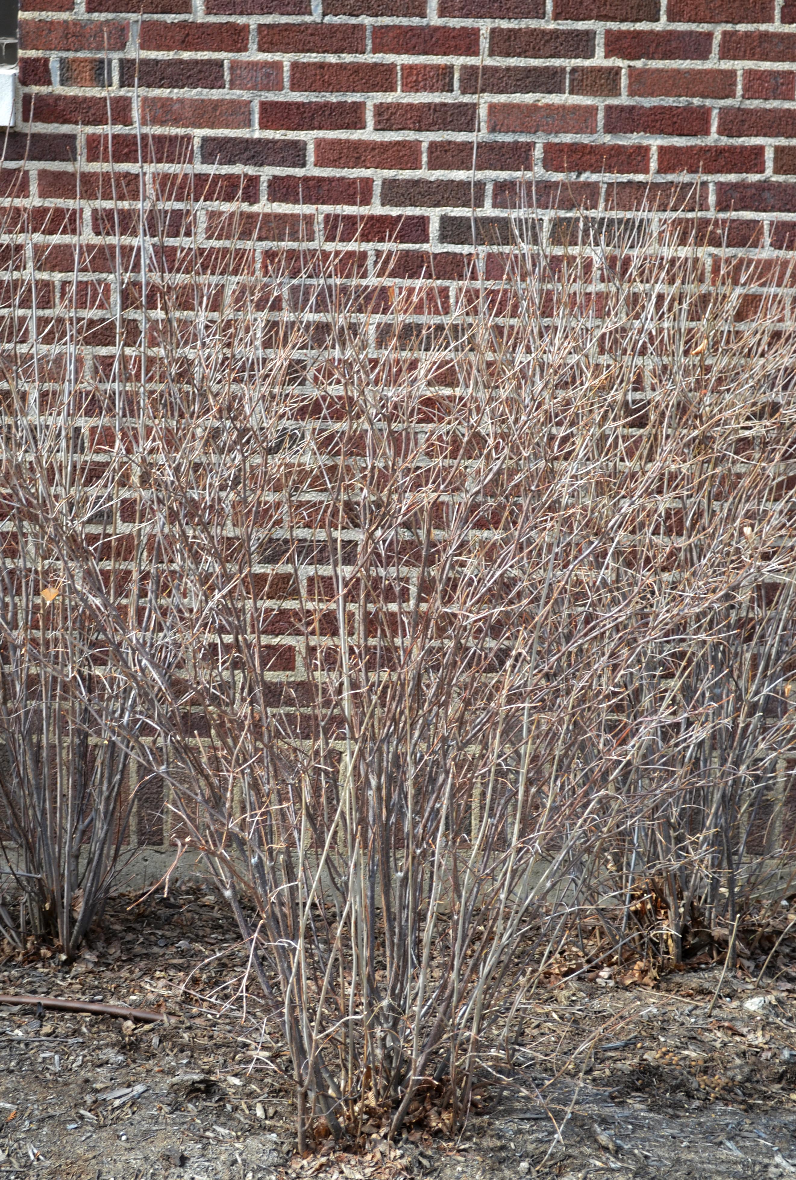 Viburnum dentatum ‘Christom’ [sold as Blue Muffin™] – Purdue Arboretum ...