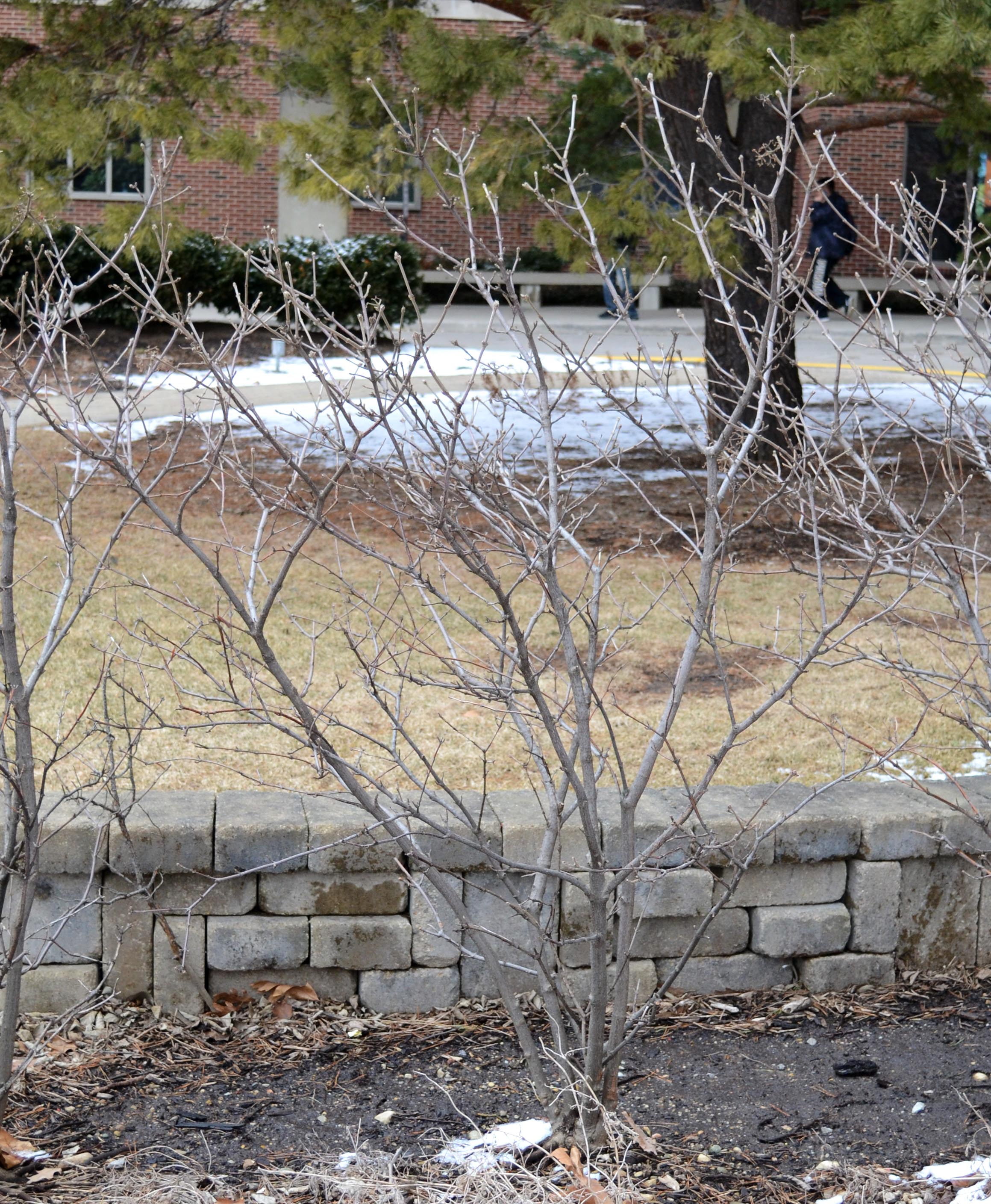 Viburnum dilatatum ‘Henneke’ [sold as Cardinal Candy™] – Purdue ...
