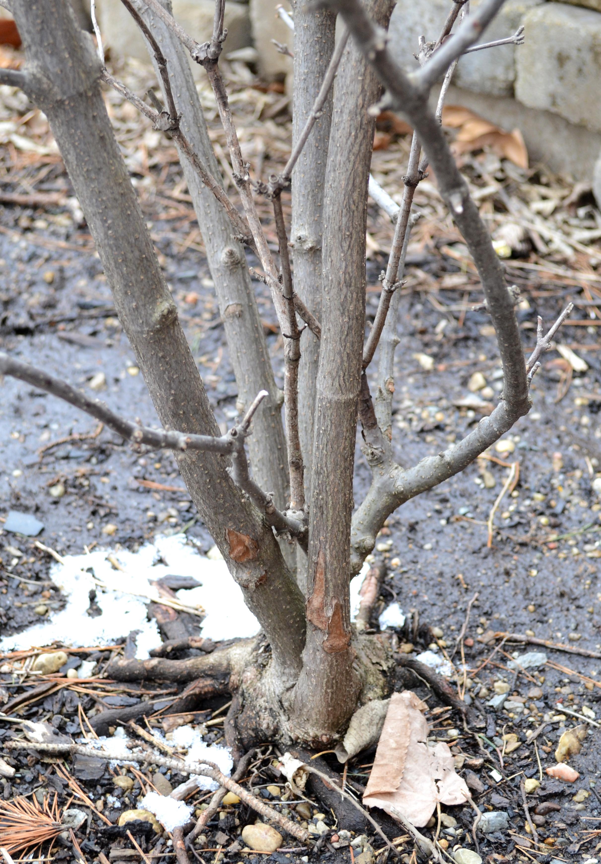 Viburnum dilatatum ‘Henneke’ [sold as Cardinal Candy™] – Purdue ...
