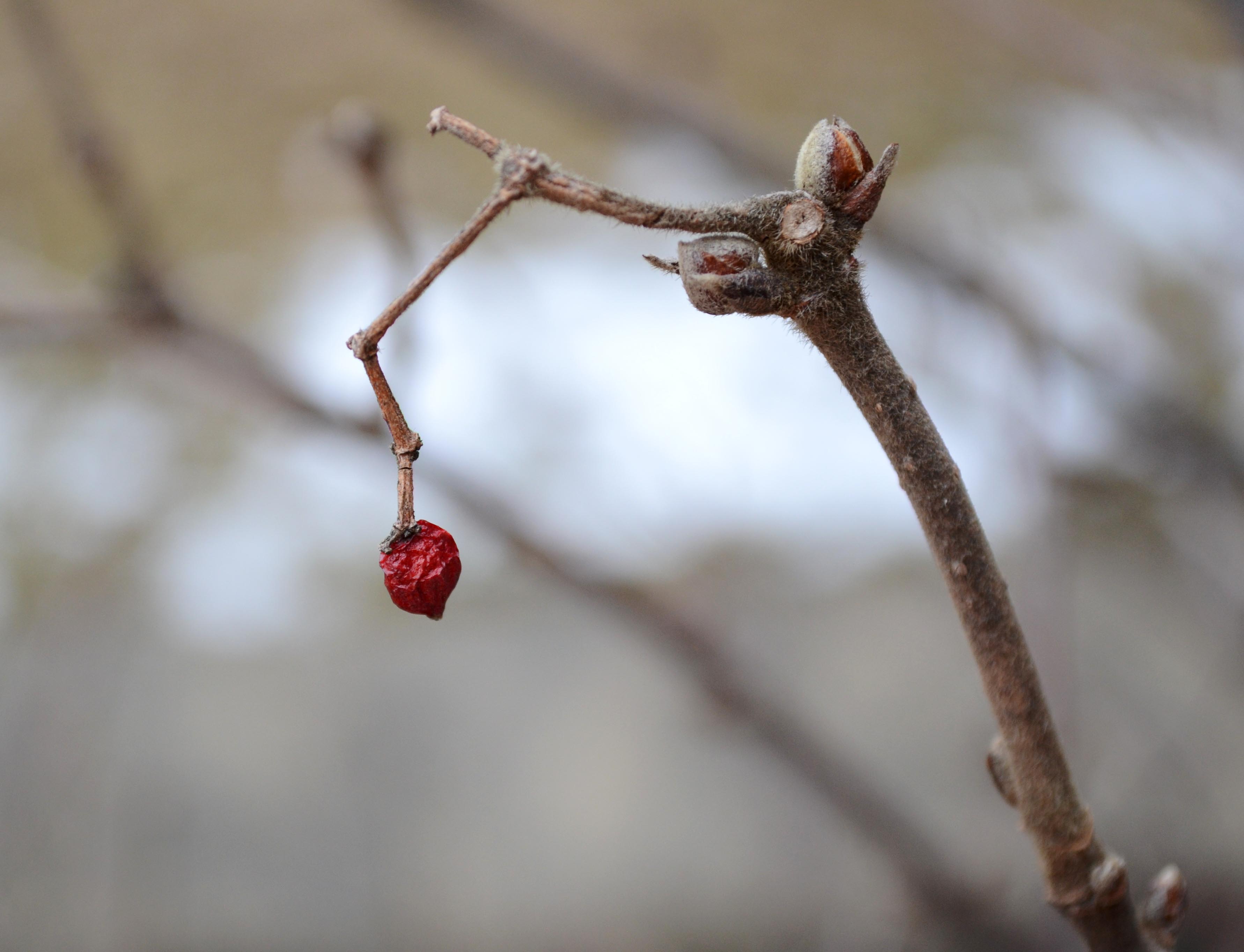 Viburnum dilatatum ‘Henneke’ [sold as Cardinal Candy™] – Purdue ...