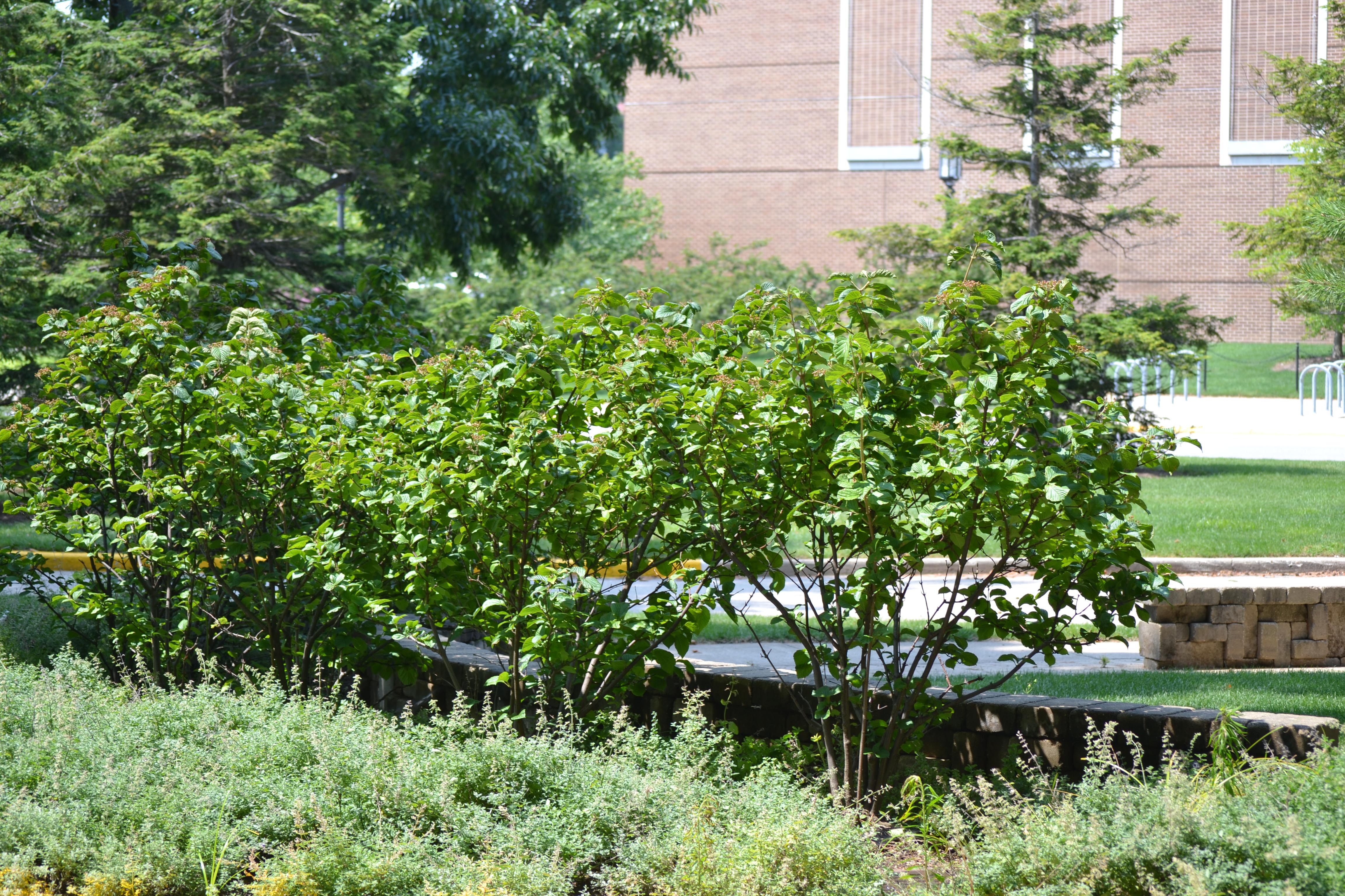 Viburnum dilatatum ‘Henneke’ [sold as Cardinal Candy™] – Purdue ...