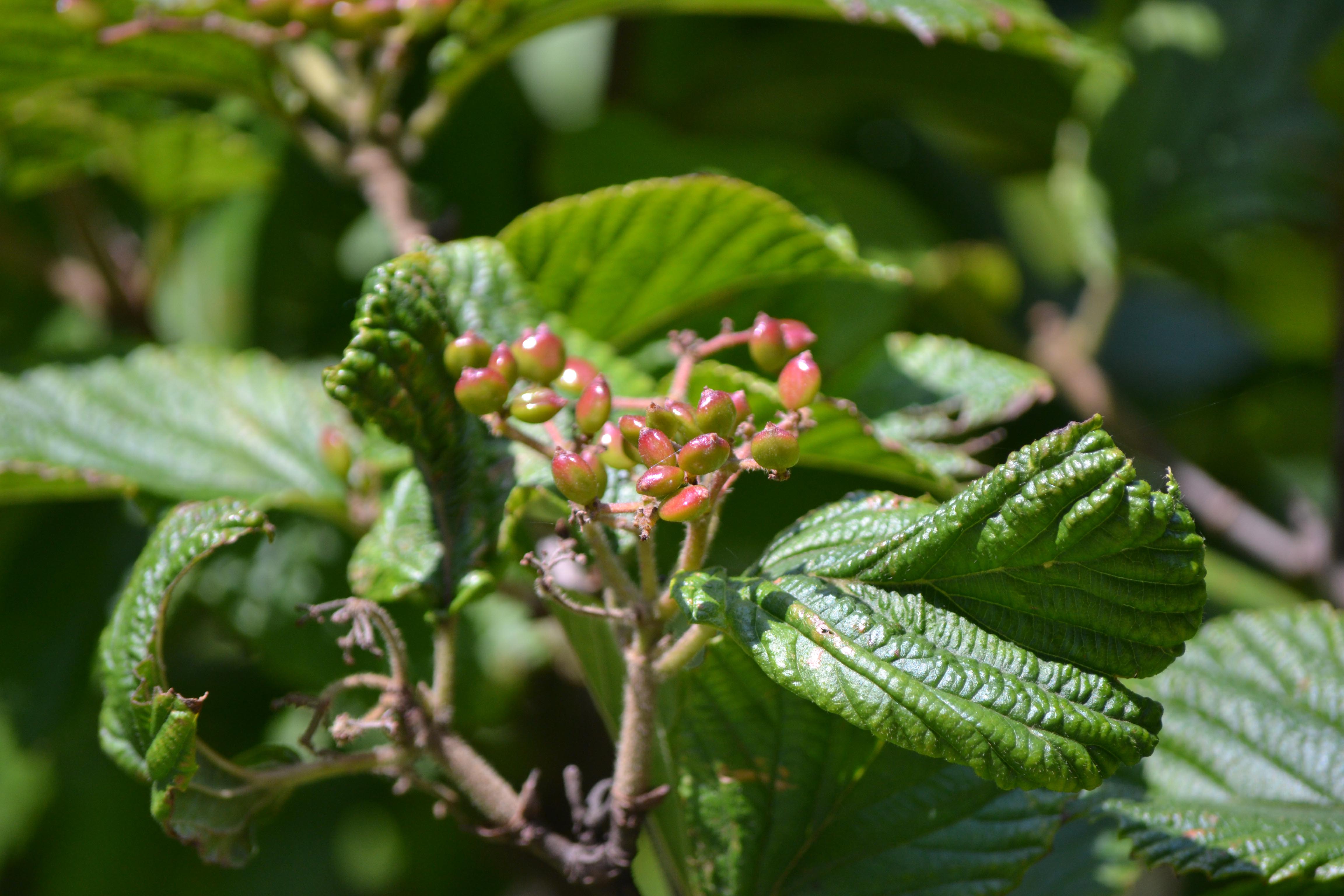 Viburnum dilatatum ‘Henneke’ [sold as Cardinal Candy™] – Purdue ...