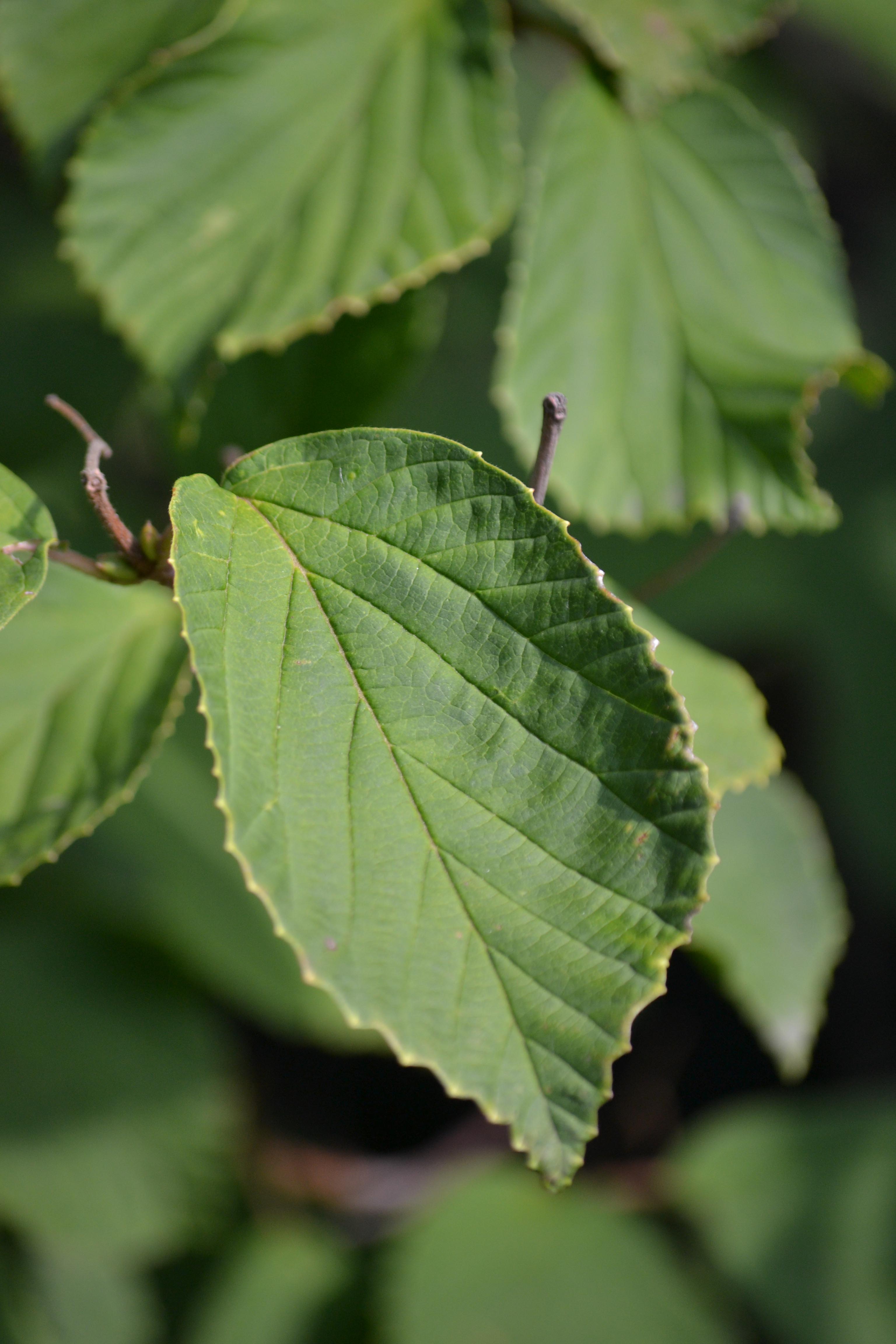 Viburnum × ‘Oneida’ – Purdue Arboretum Explorer