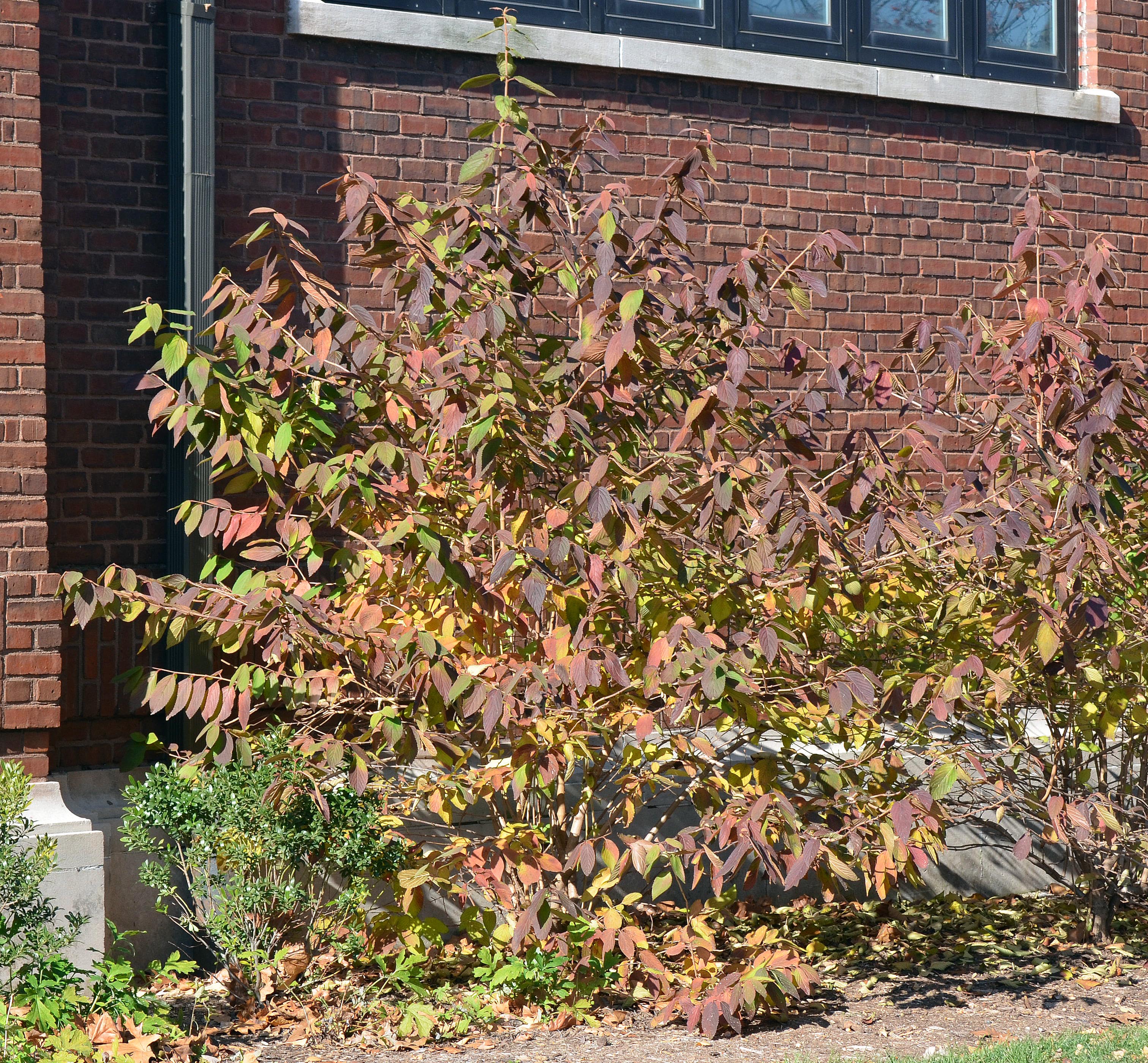 Viburnum farreri – Purdue Arboretum Explorer