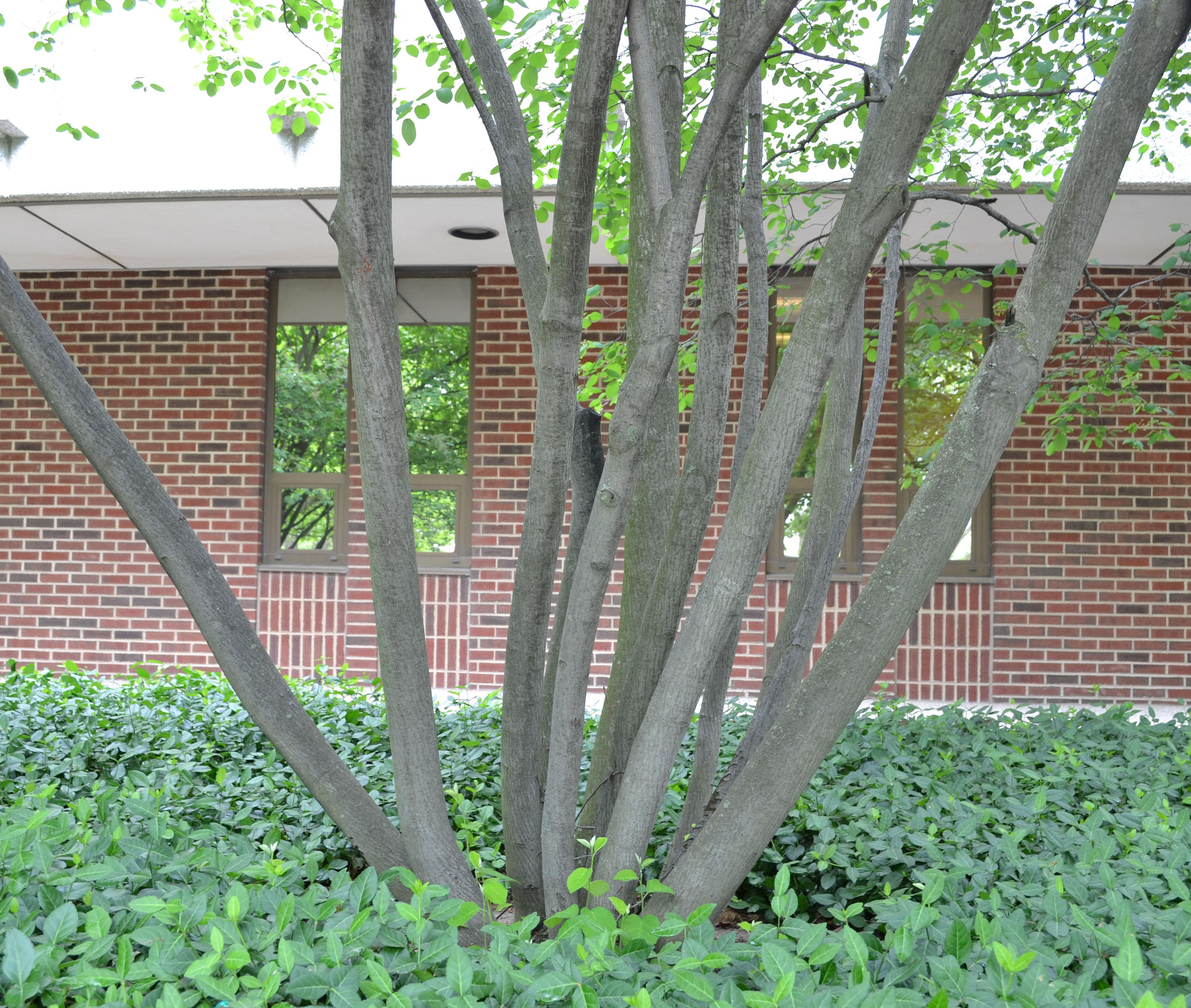 Amelanchier arborea – Purdue Arboretum Explorer