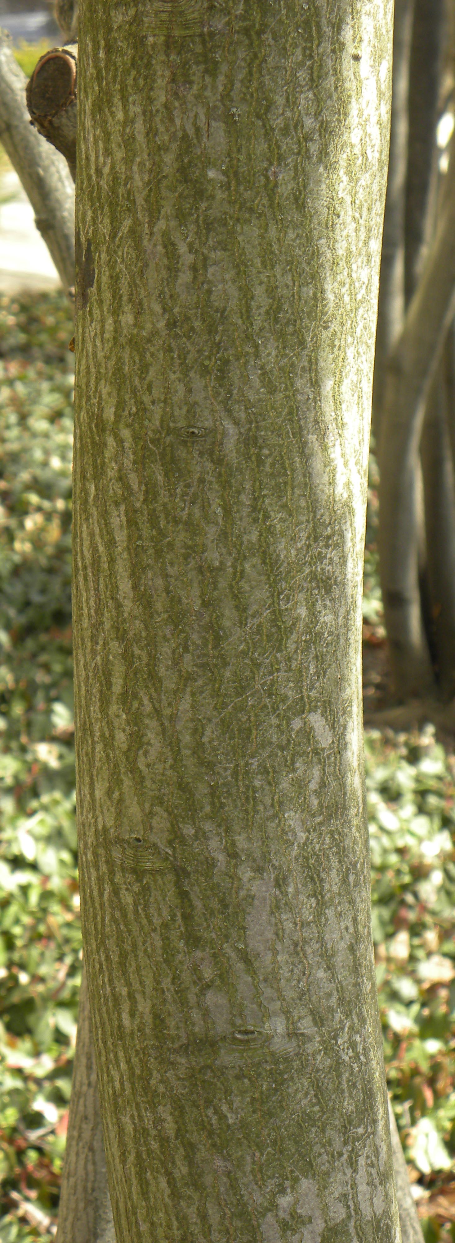 Amelanchier arborea – Purdue Arboretum Explorer