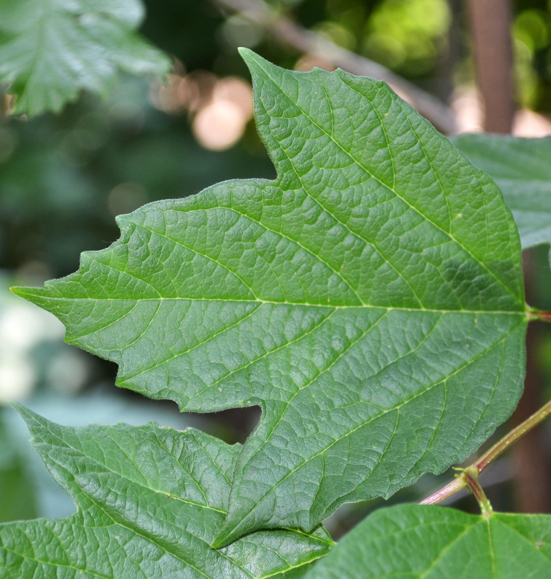 Viburnum opulus – Purdue Arboretum Explorer