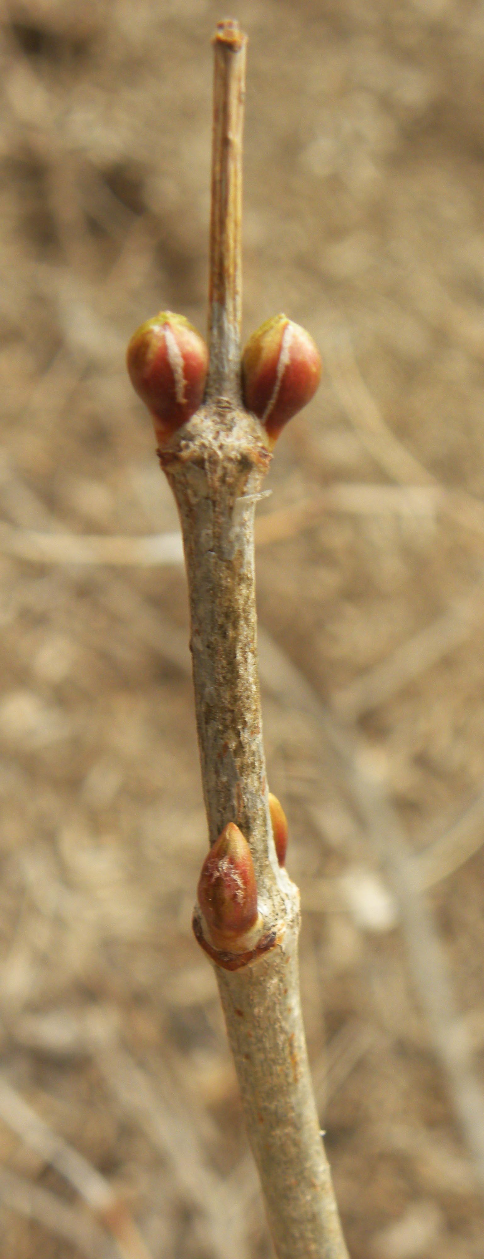 Viburnum opulus – Purdue Arboretum Explorer
