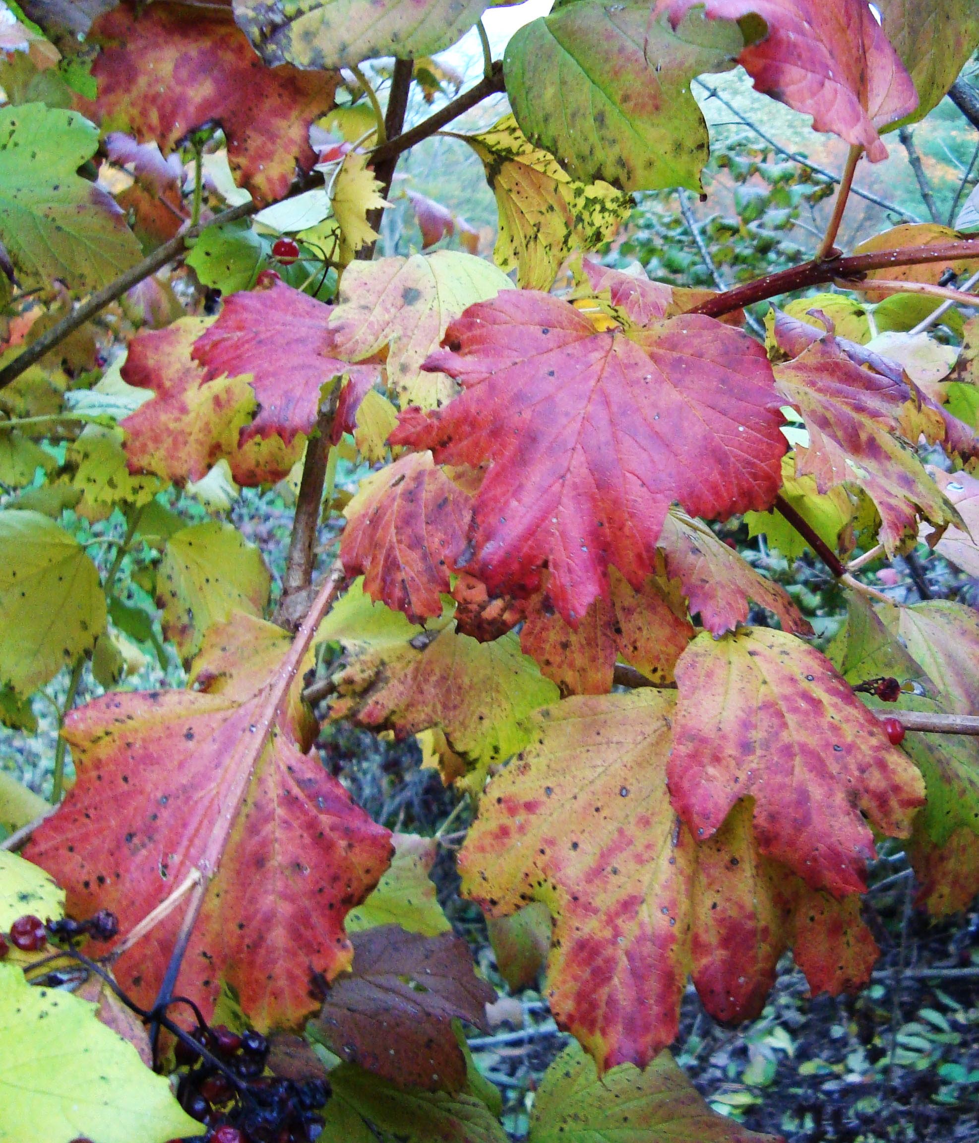Viburnum opulus – Purdue Arboretum Explorer