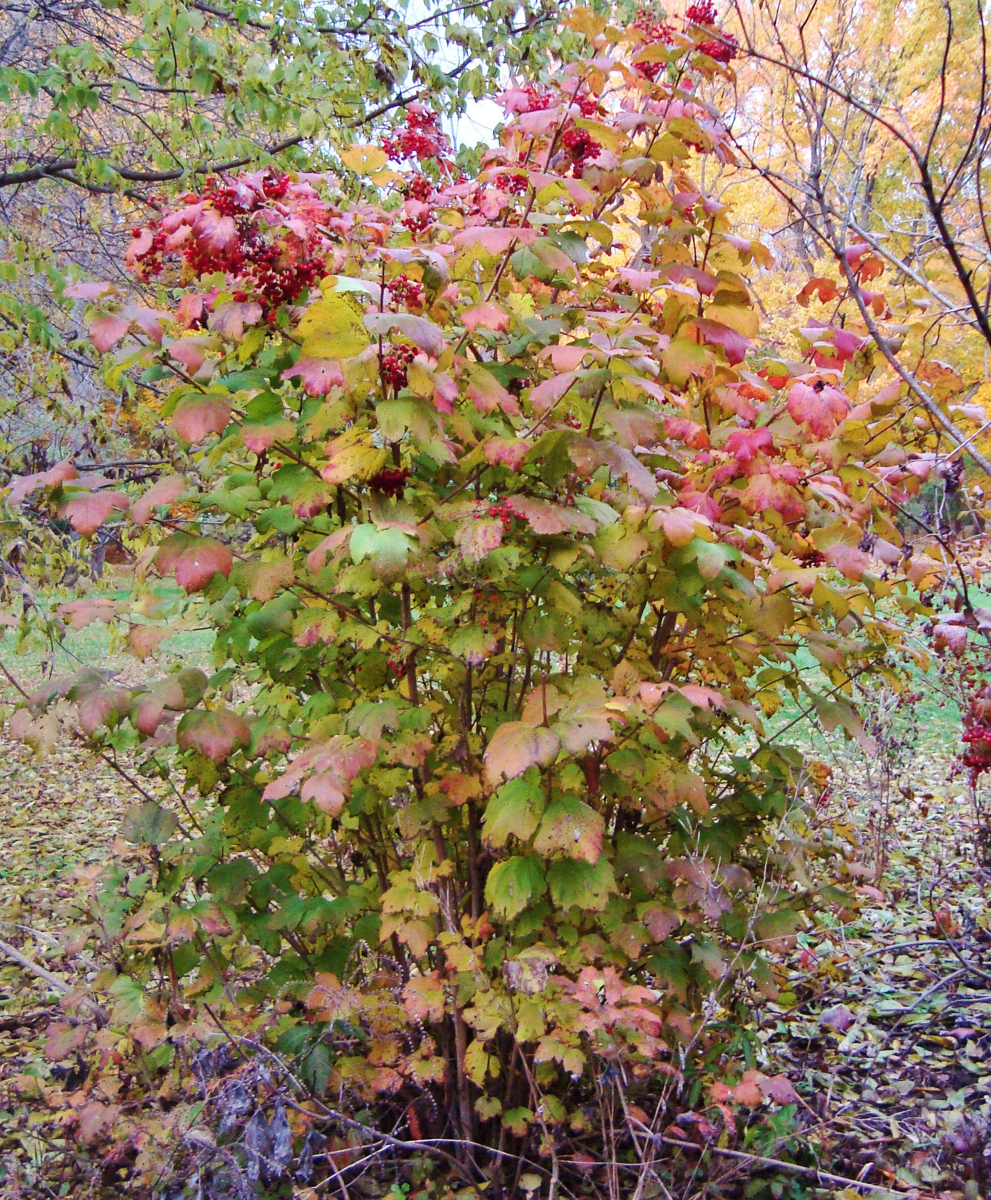 Viburnum opulus – Purdue Arboretum Explorer