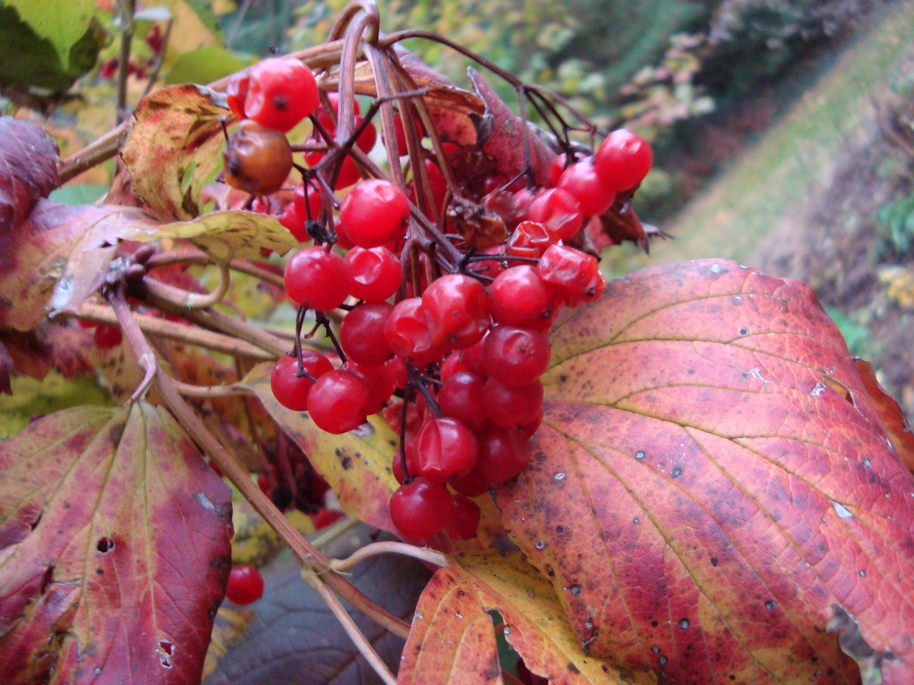 Viburnum opulus – Purdue Arboretum Explorer