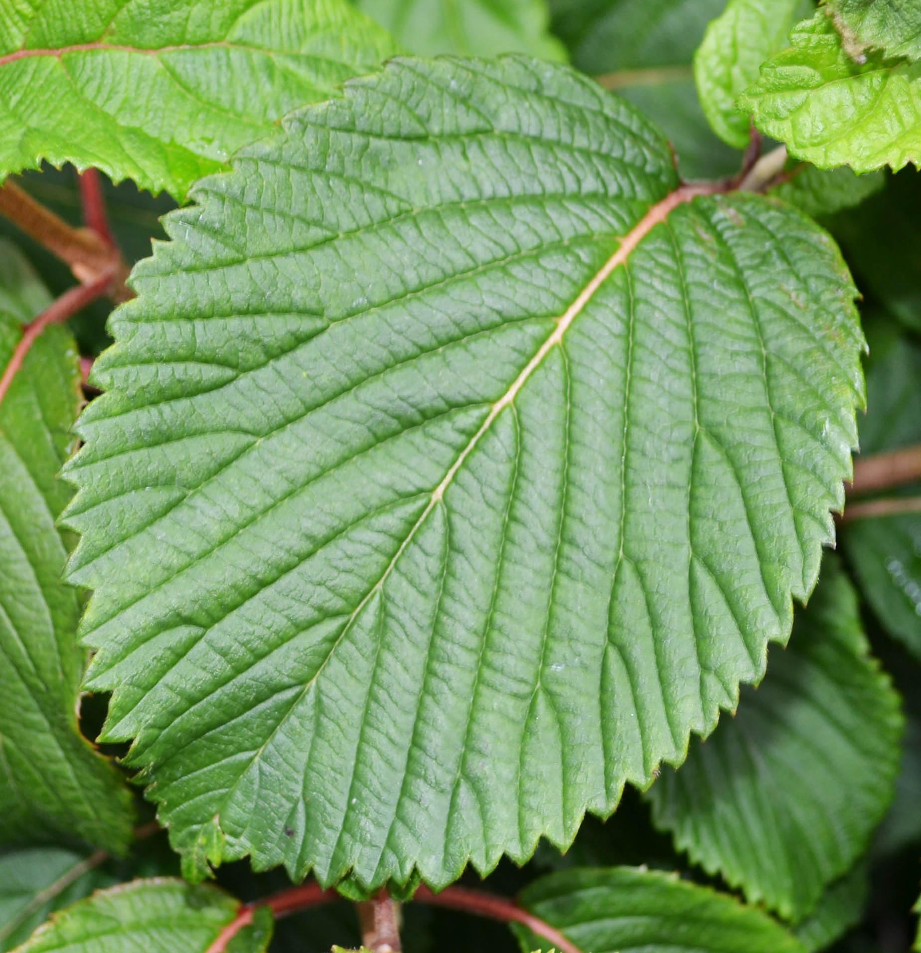 Viburnum plicatum f. plicatum – Purdue Arboretum Explorer