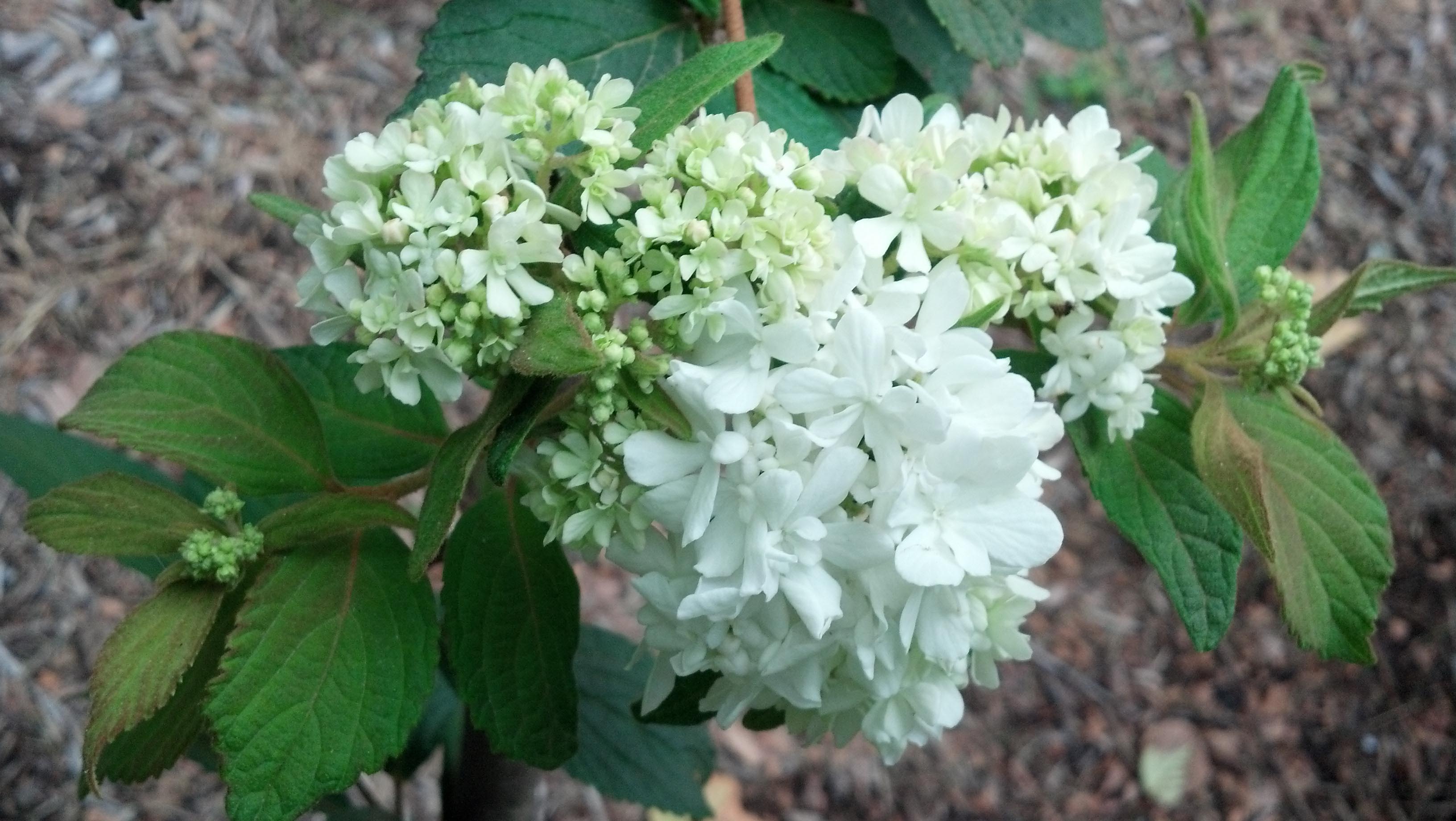 Viburnum plicatum f. plicatum – Purdue Arboretum Explorer