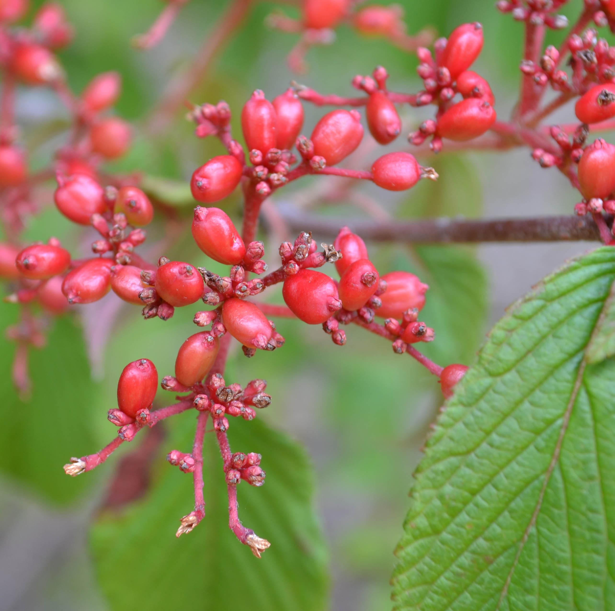 Viburnum plicatum f. tomentosum – Purdue Arboretum Explorer