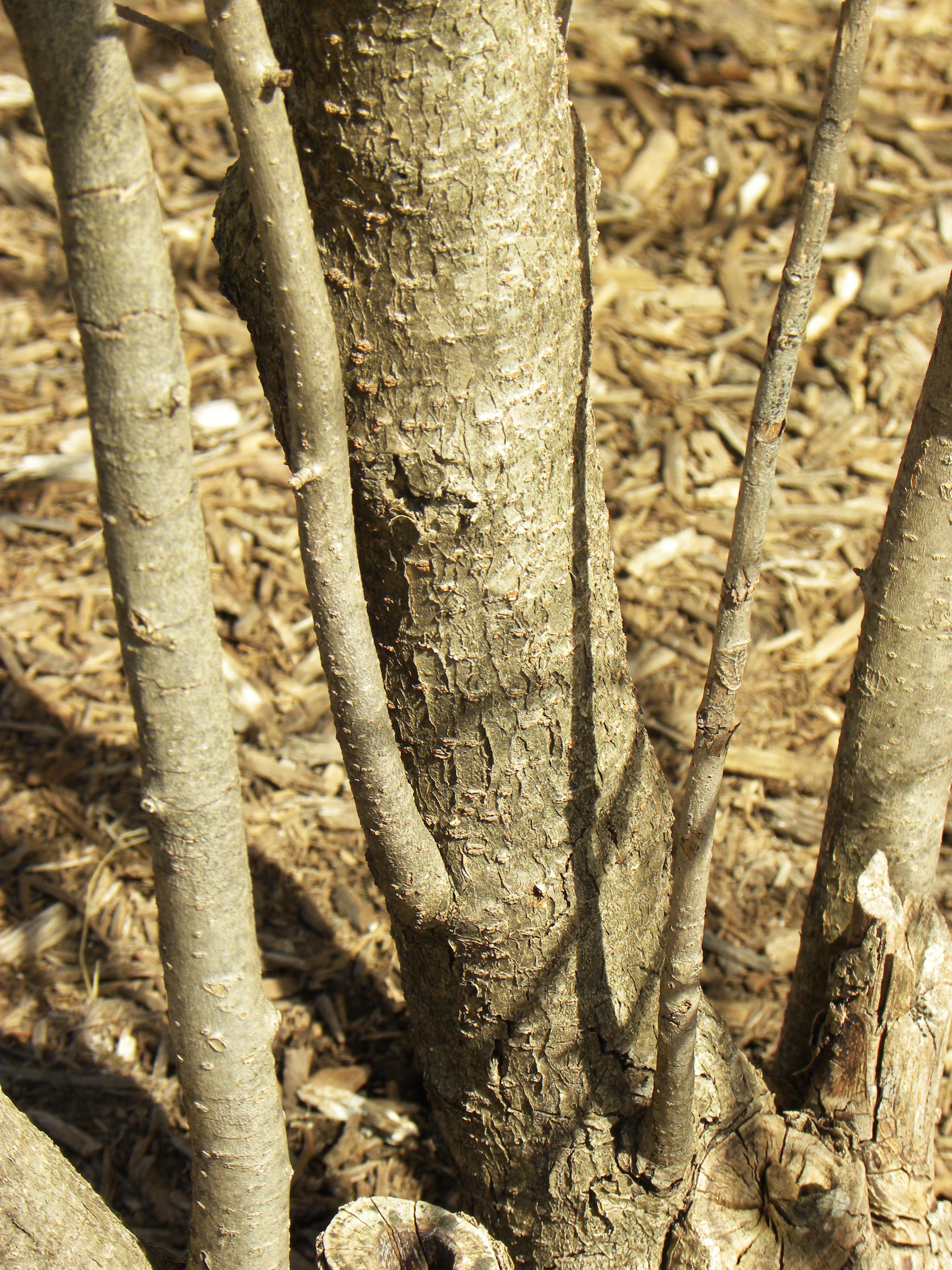 Viburnum plicatum f. tomentosum – Purdue Arboretum Explorer