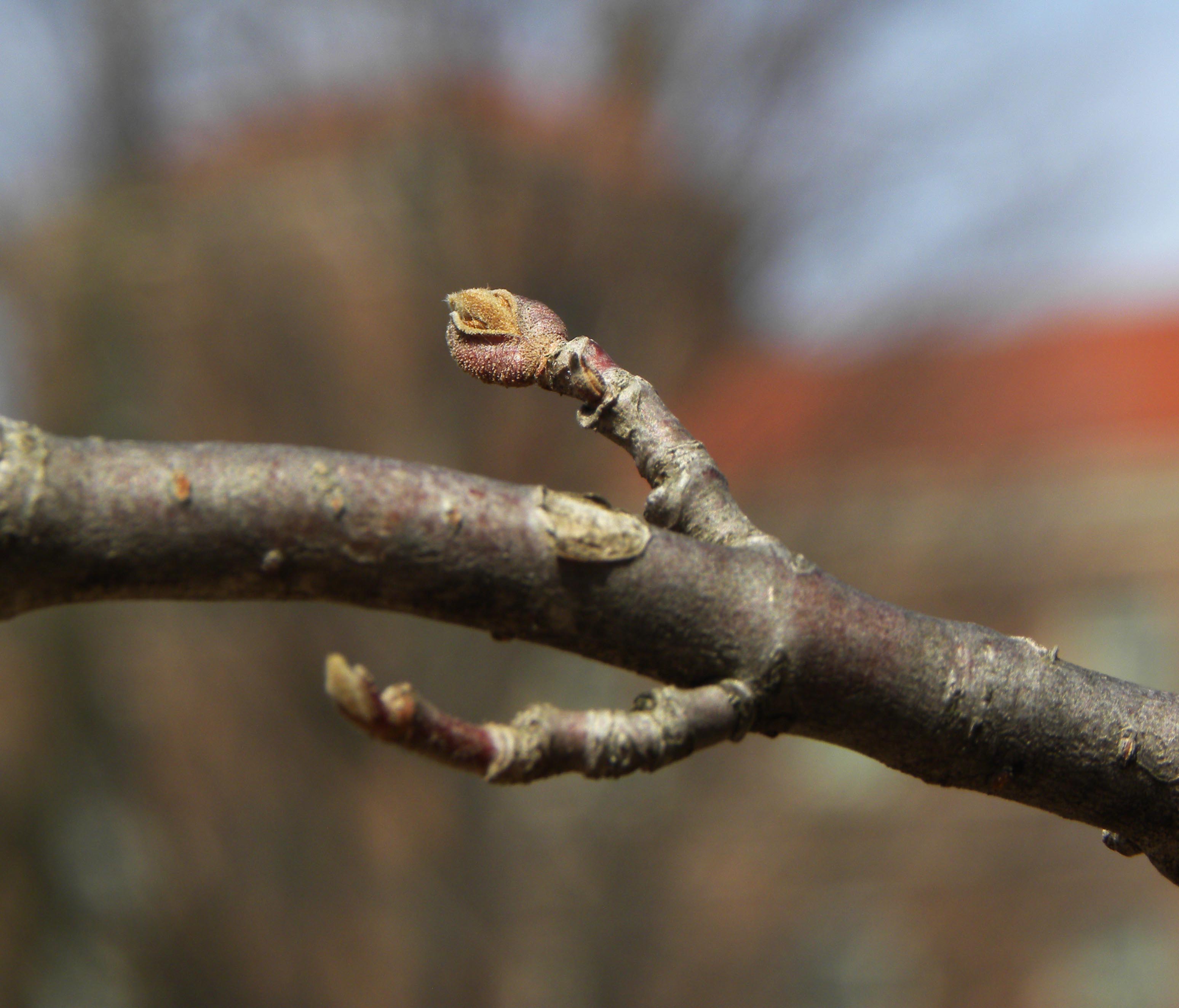 Viburnum plicatum f. tomentosum – Purdue Arboretum Explorer