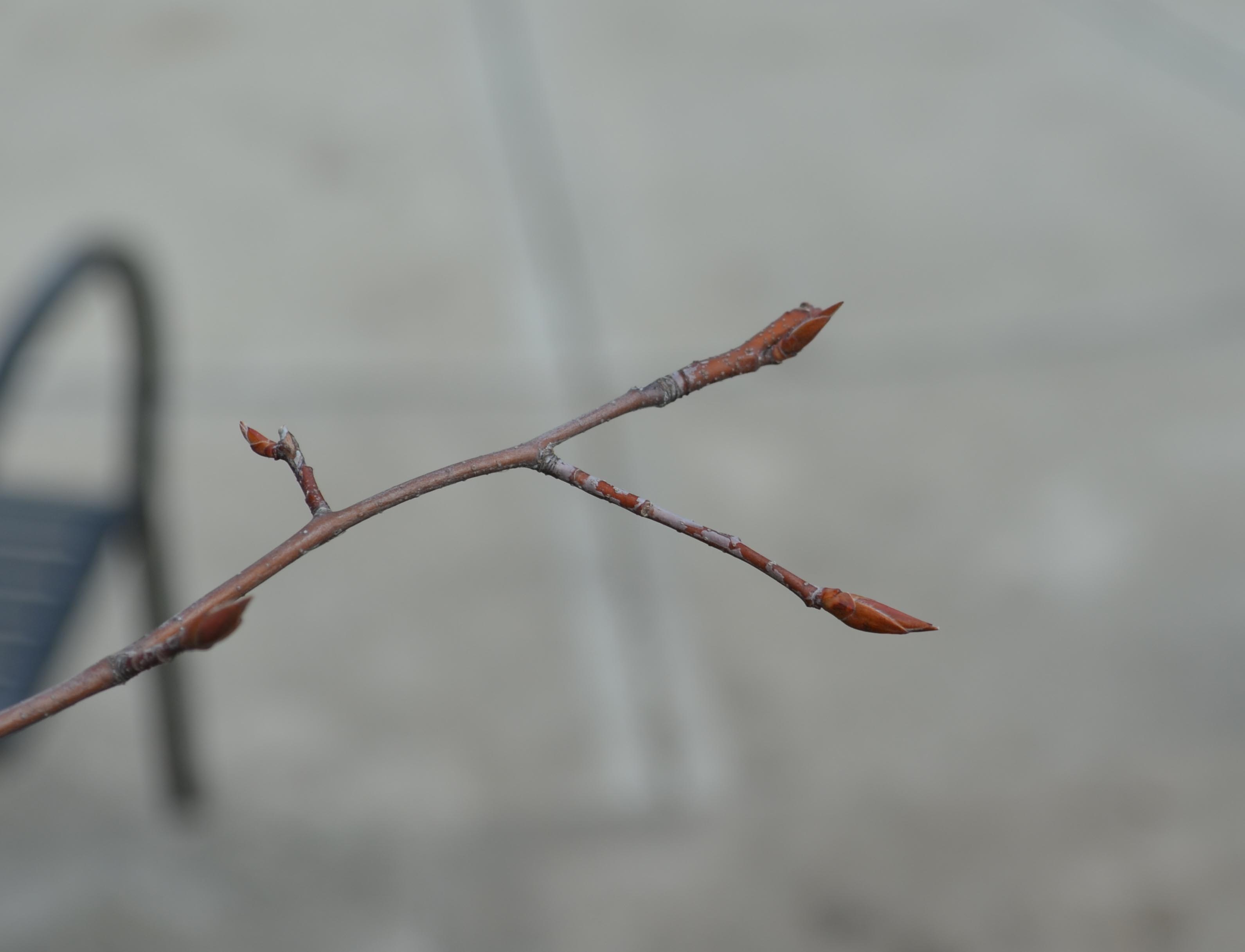 Amelanchier canadensis – Purdue Arboretum Explorer