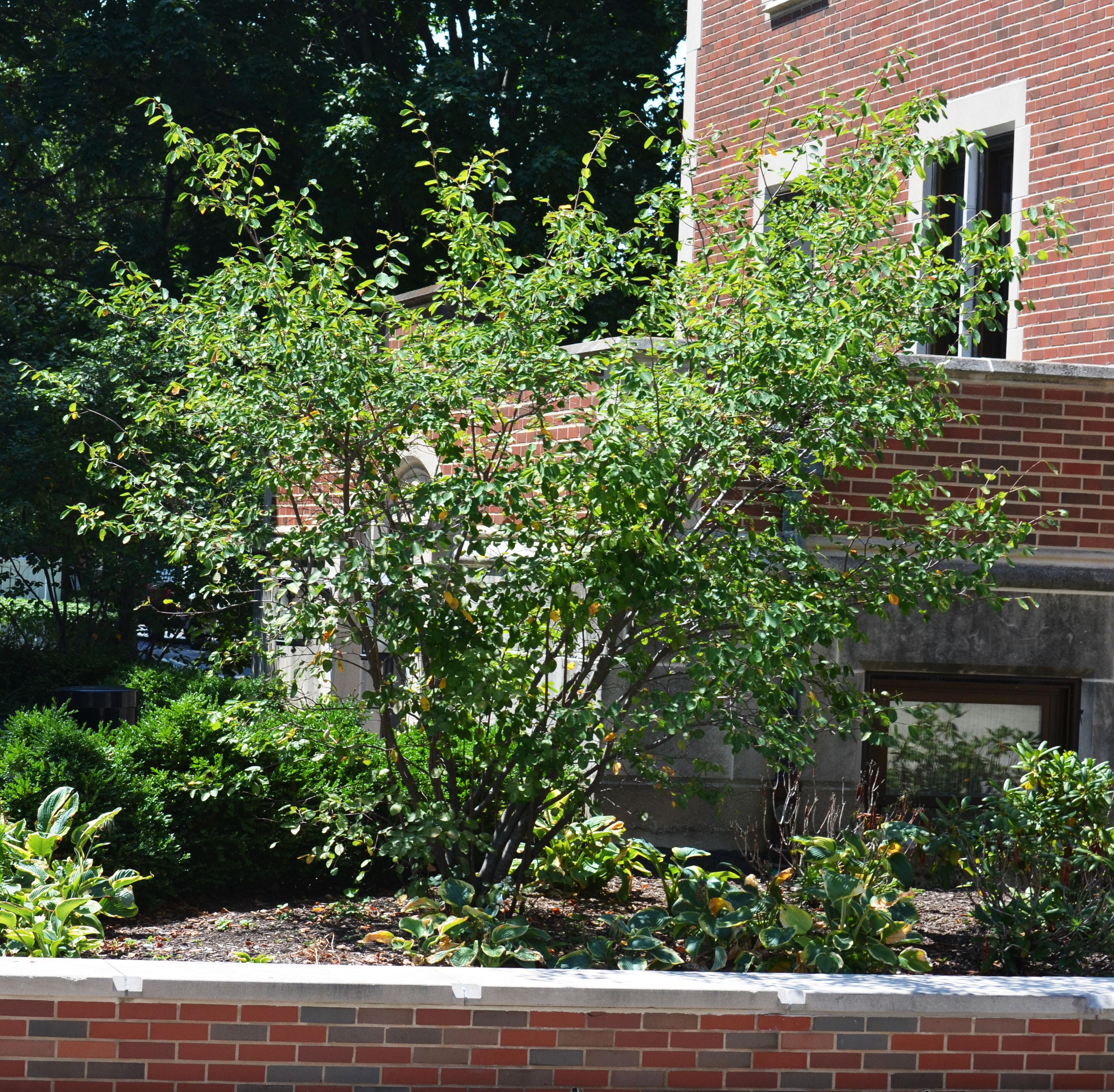 Amelanchier canadensis – Purdue Arboretum Explorer