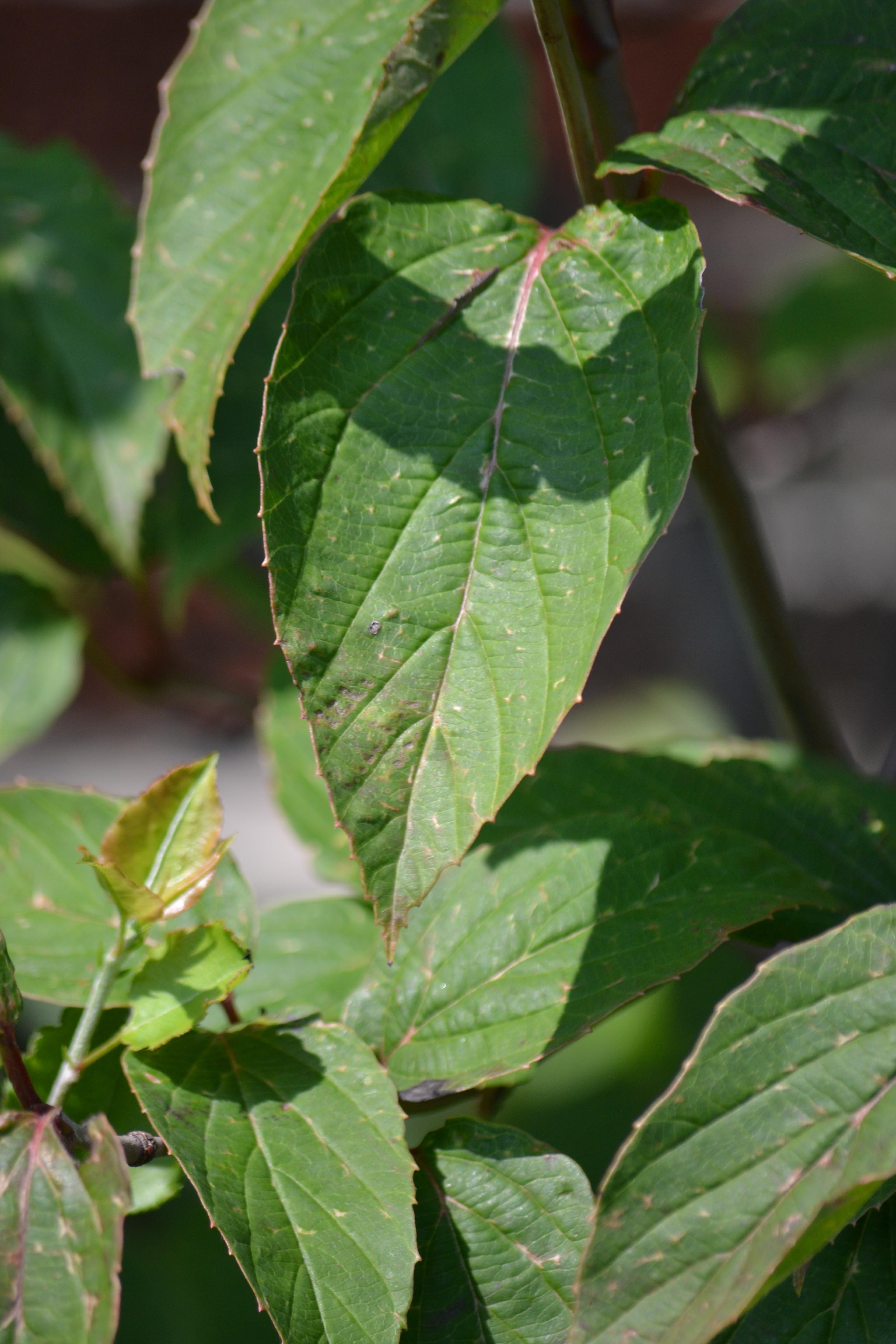 Viburnum setigerum – Purdue Arboretum Explorer