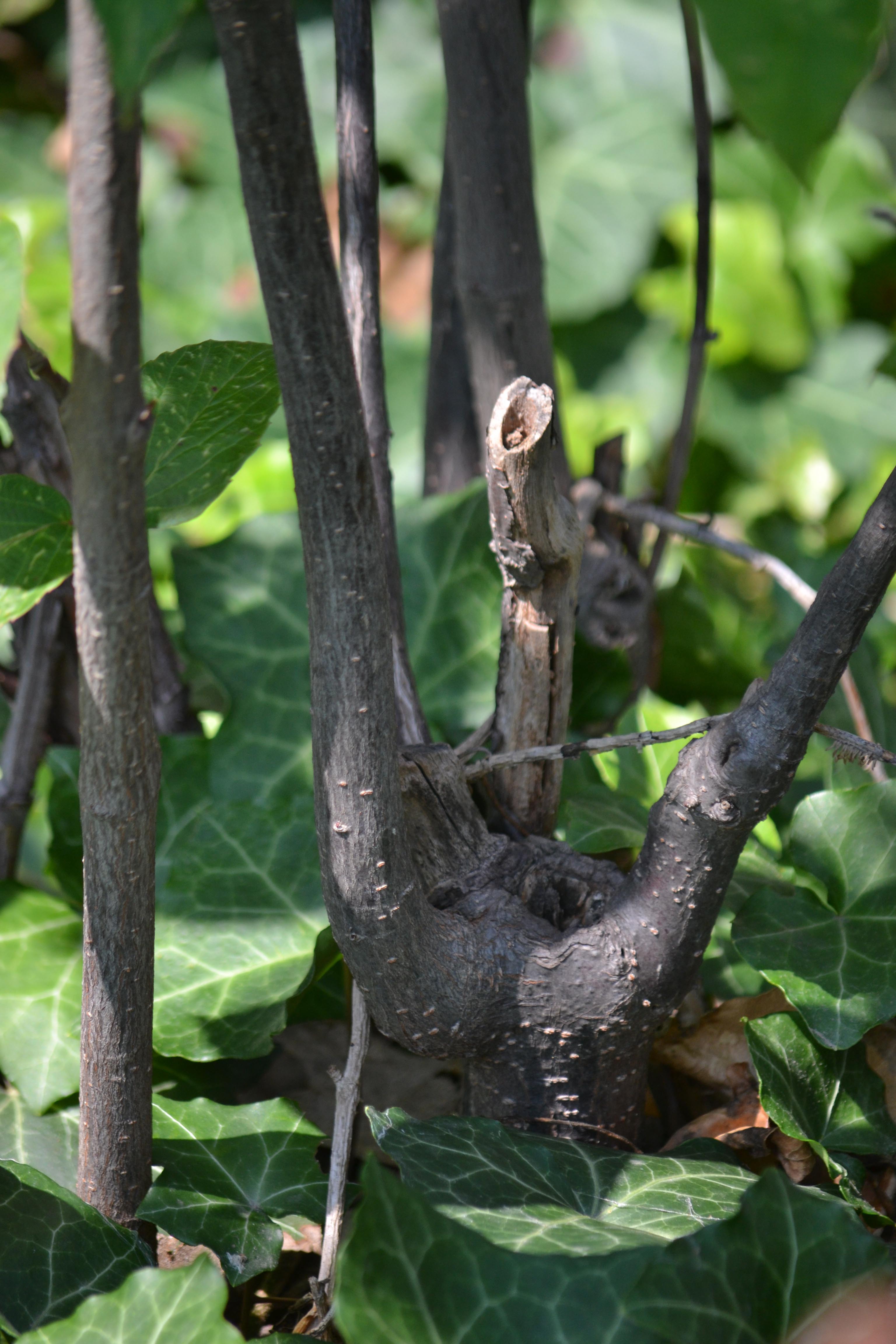 Viburnum setigerum – Purdue Arboretum Explorer