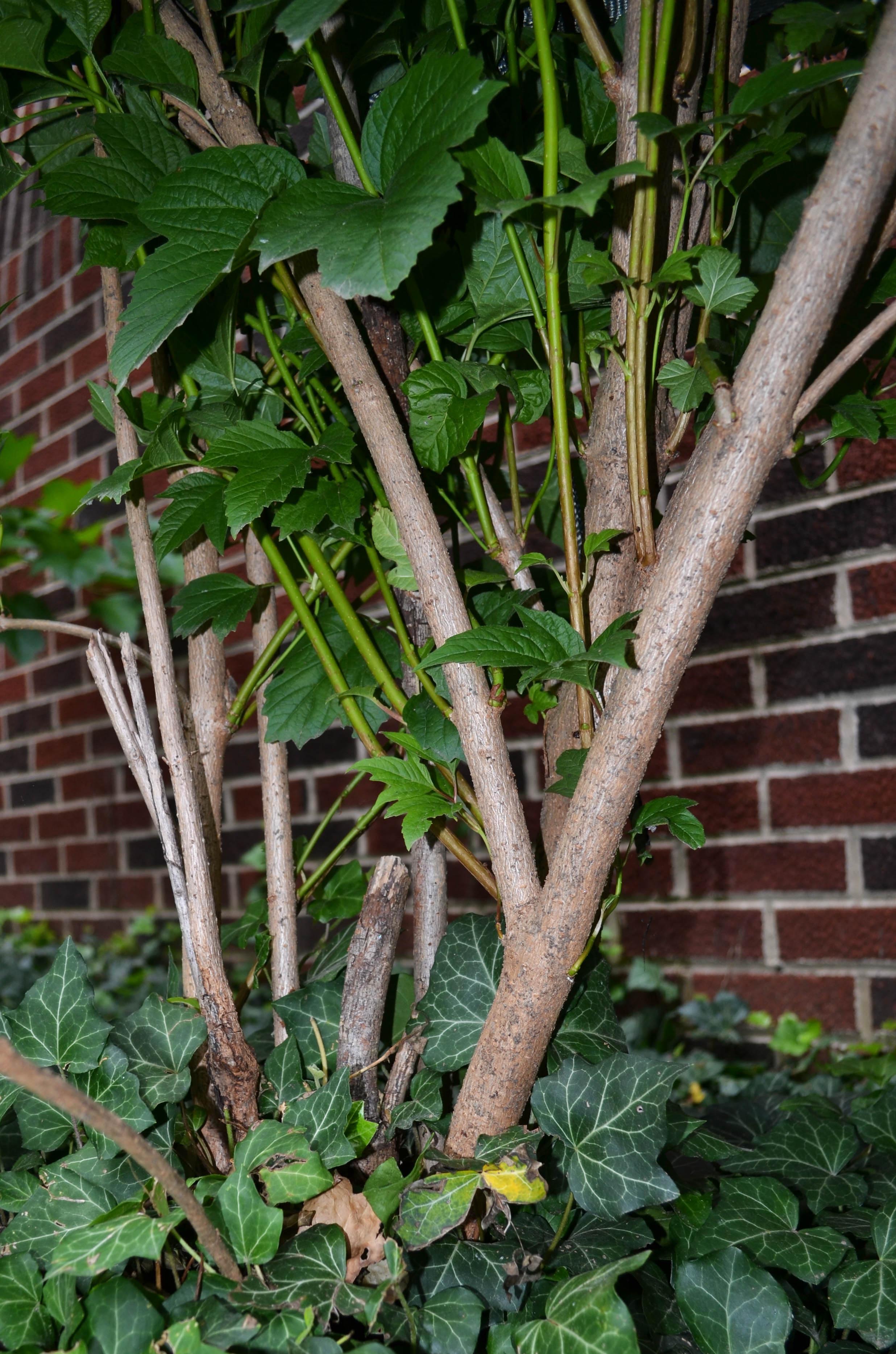 Viburnum trilobum – Purdue Arboretum Explorer