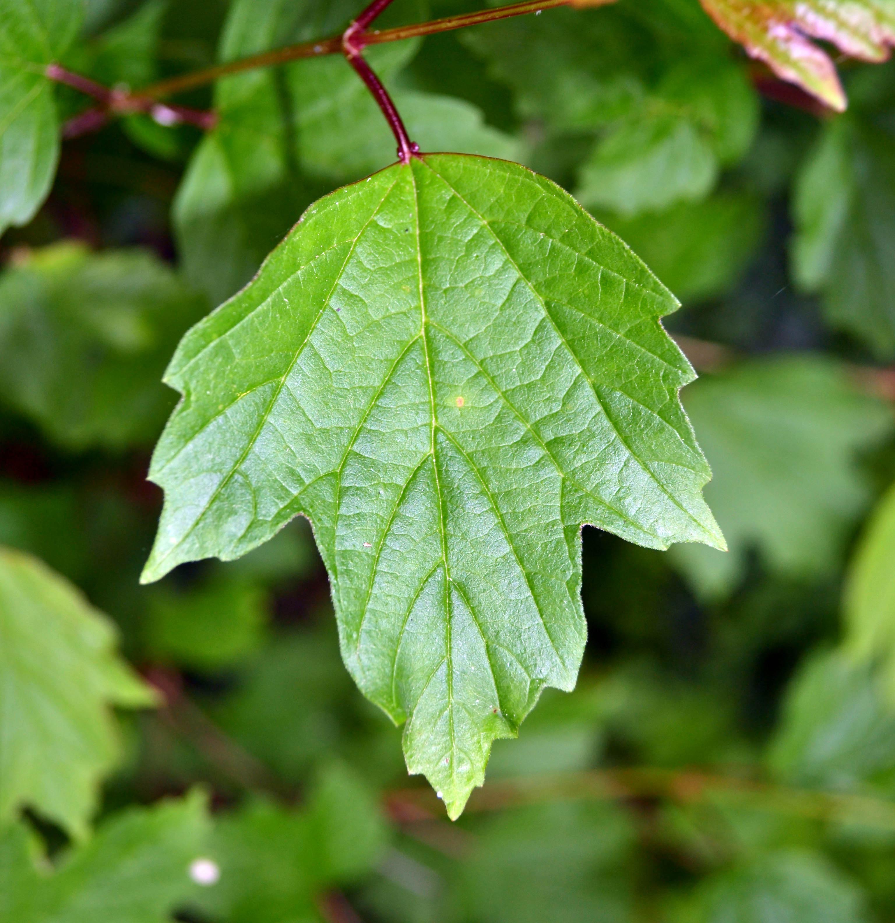 Viburnum trilobum – Purdue Arboretum Explorer