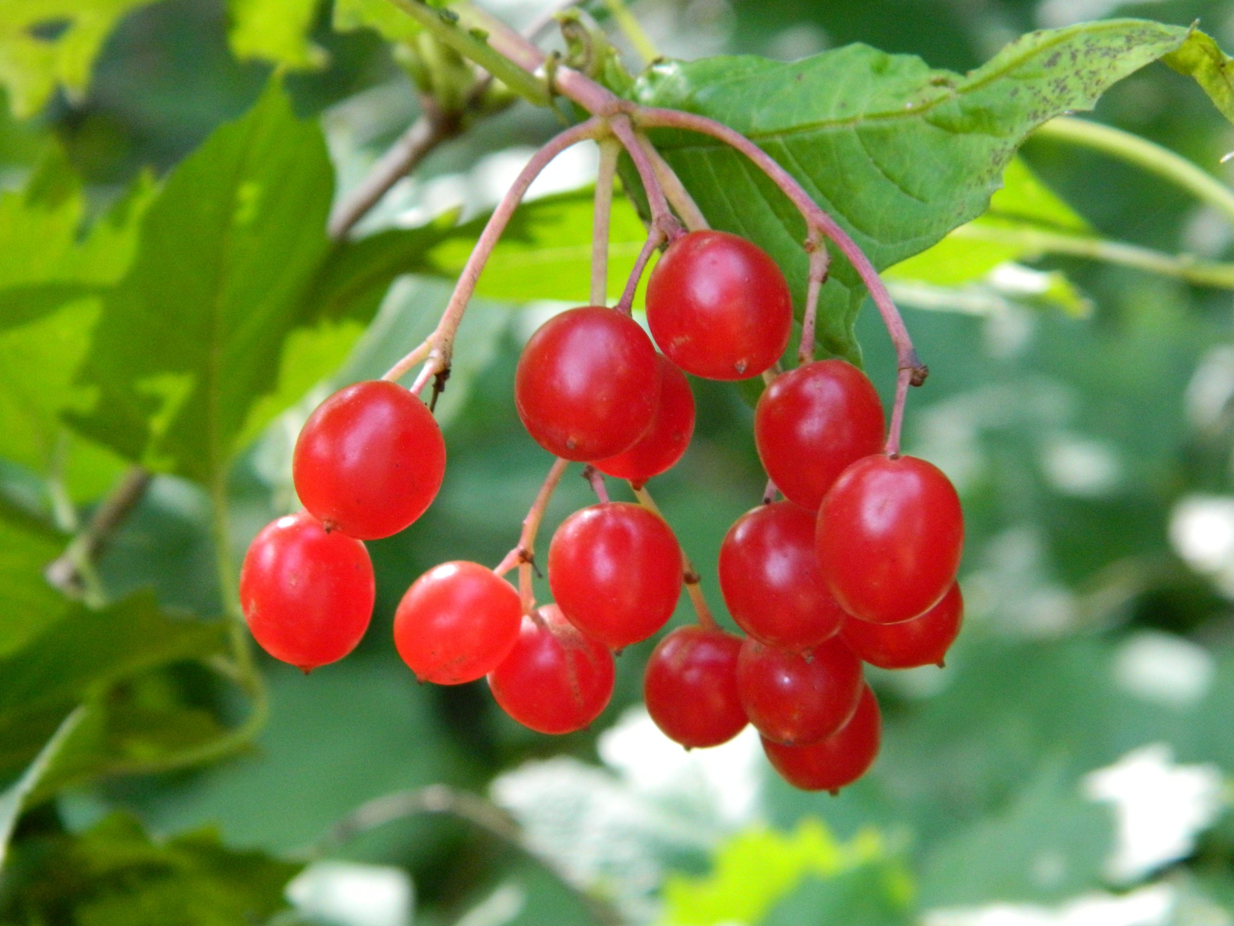 Viburnum trilobum – Purdue Arboretum Explorer