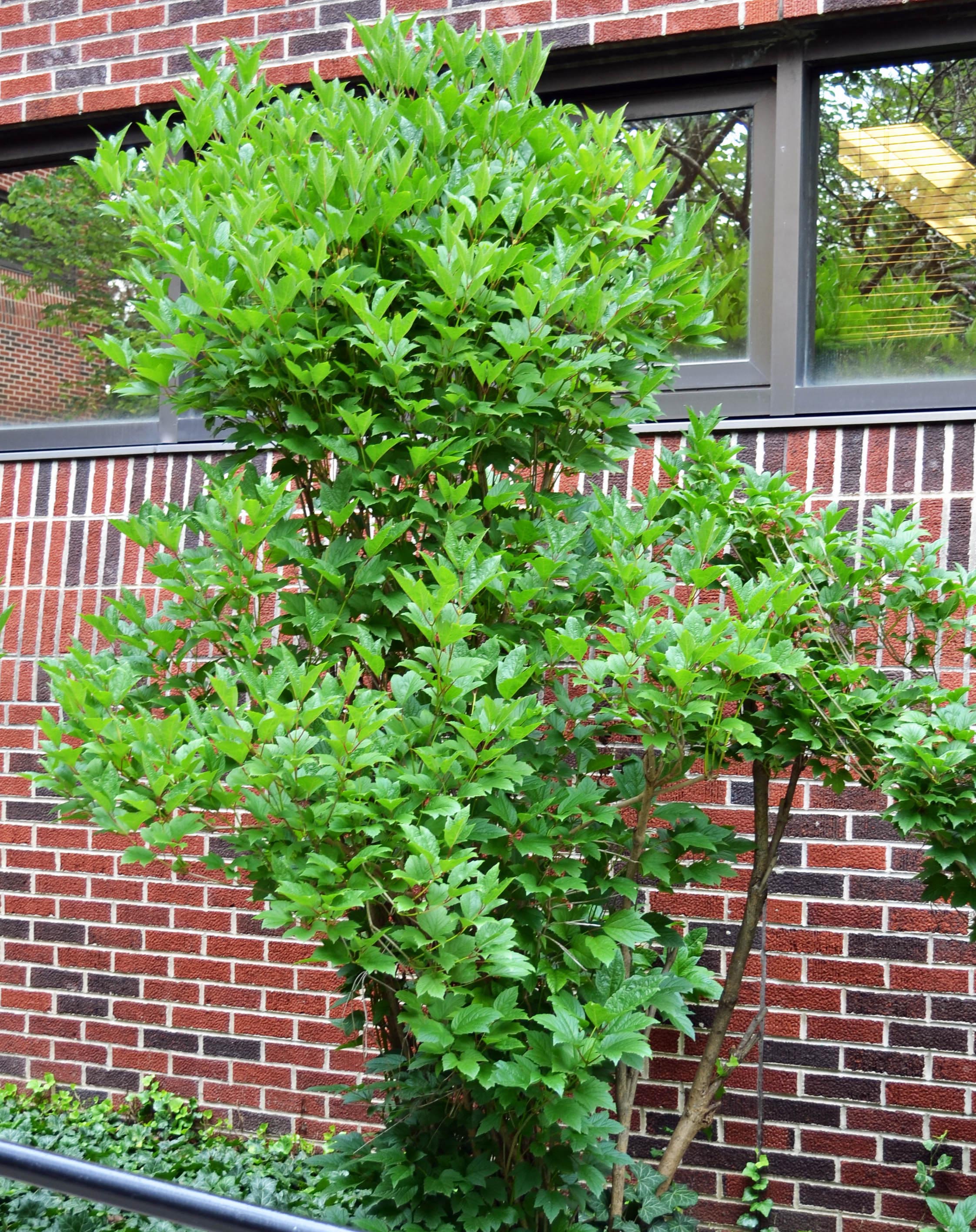 Viburnum trilobum – Purdue Arboretum Explorer